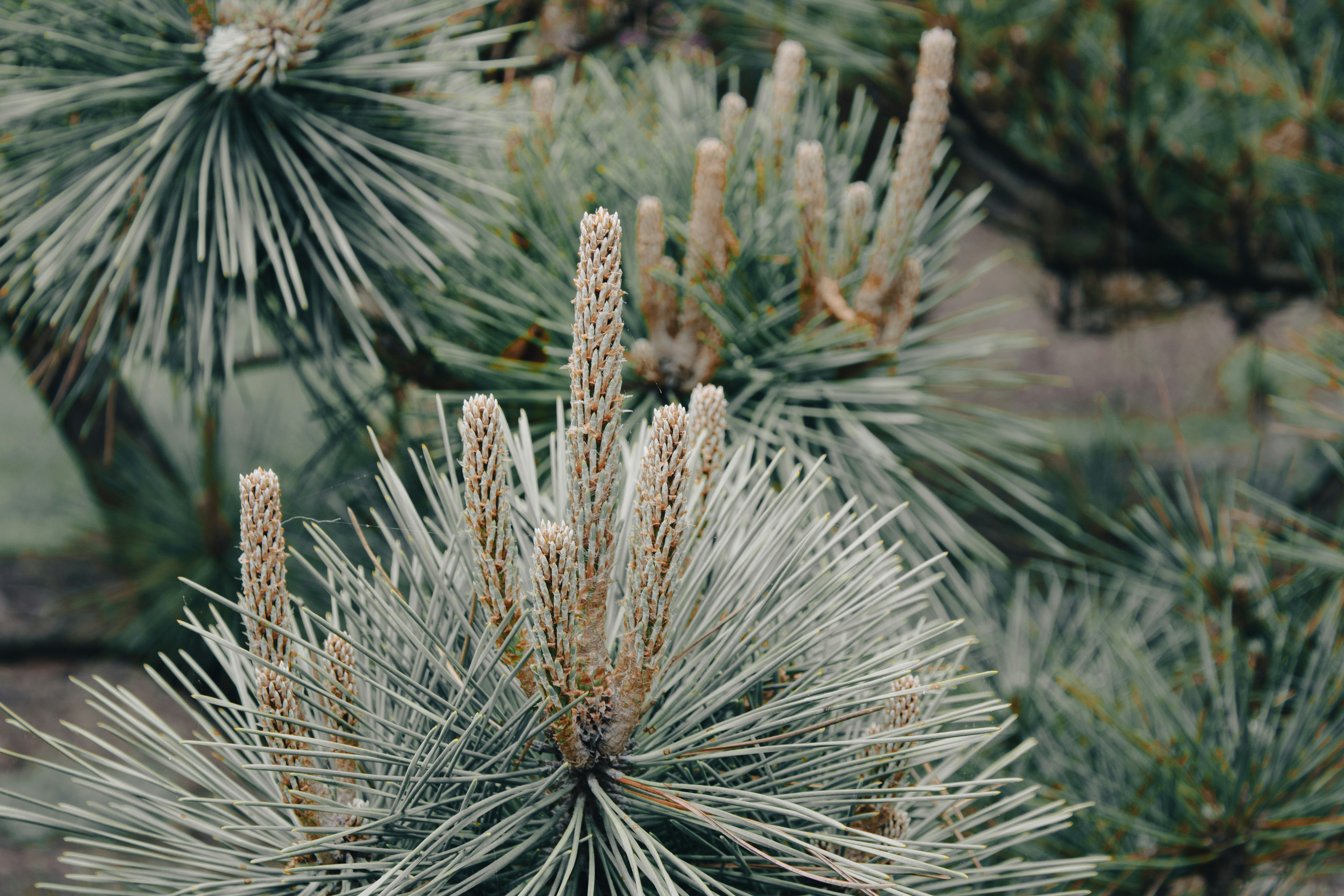 A close up of a pine tree with needles photo – Free Human Image on Unsplash