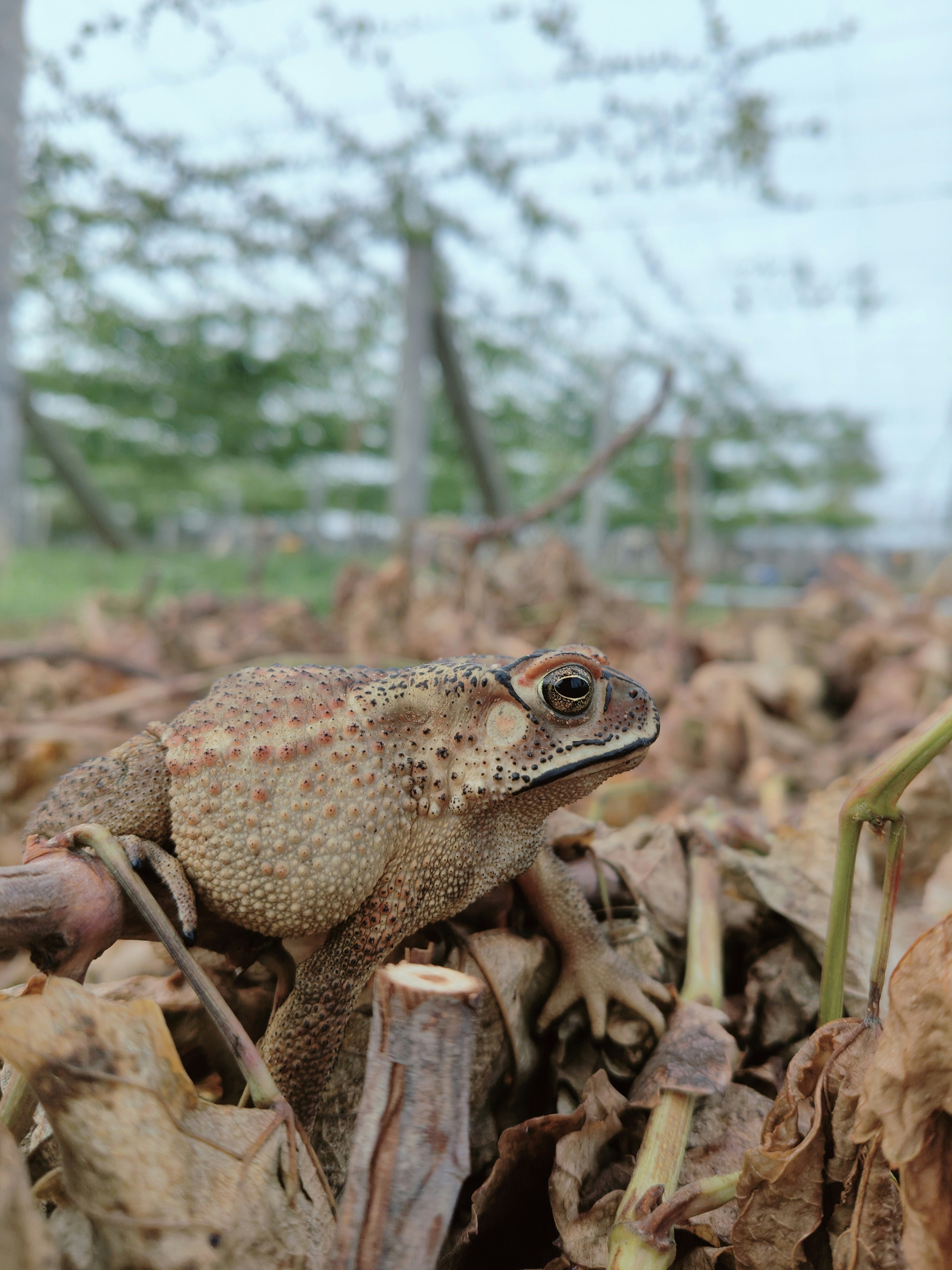 Close-up of a speckled toad perched on dry leaves with a softly blurred greenhouse background.