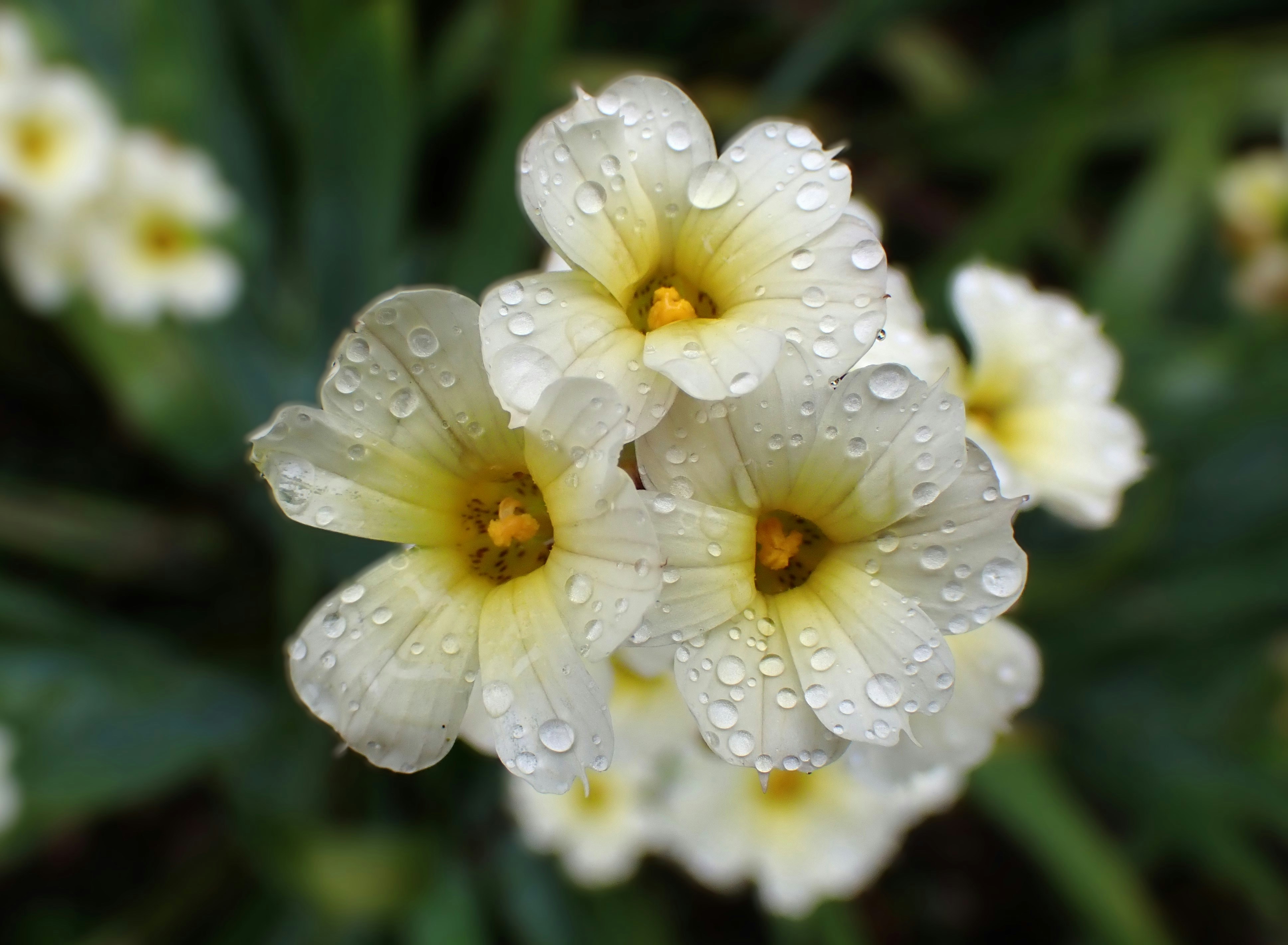 Raindrops On Creamy Nectars: A Cluster of Primrose Roses