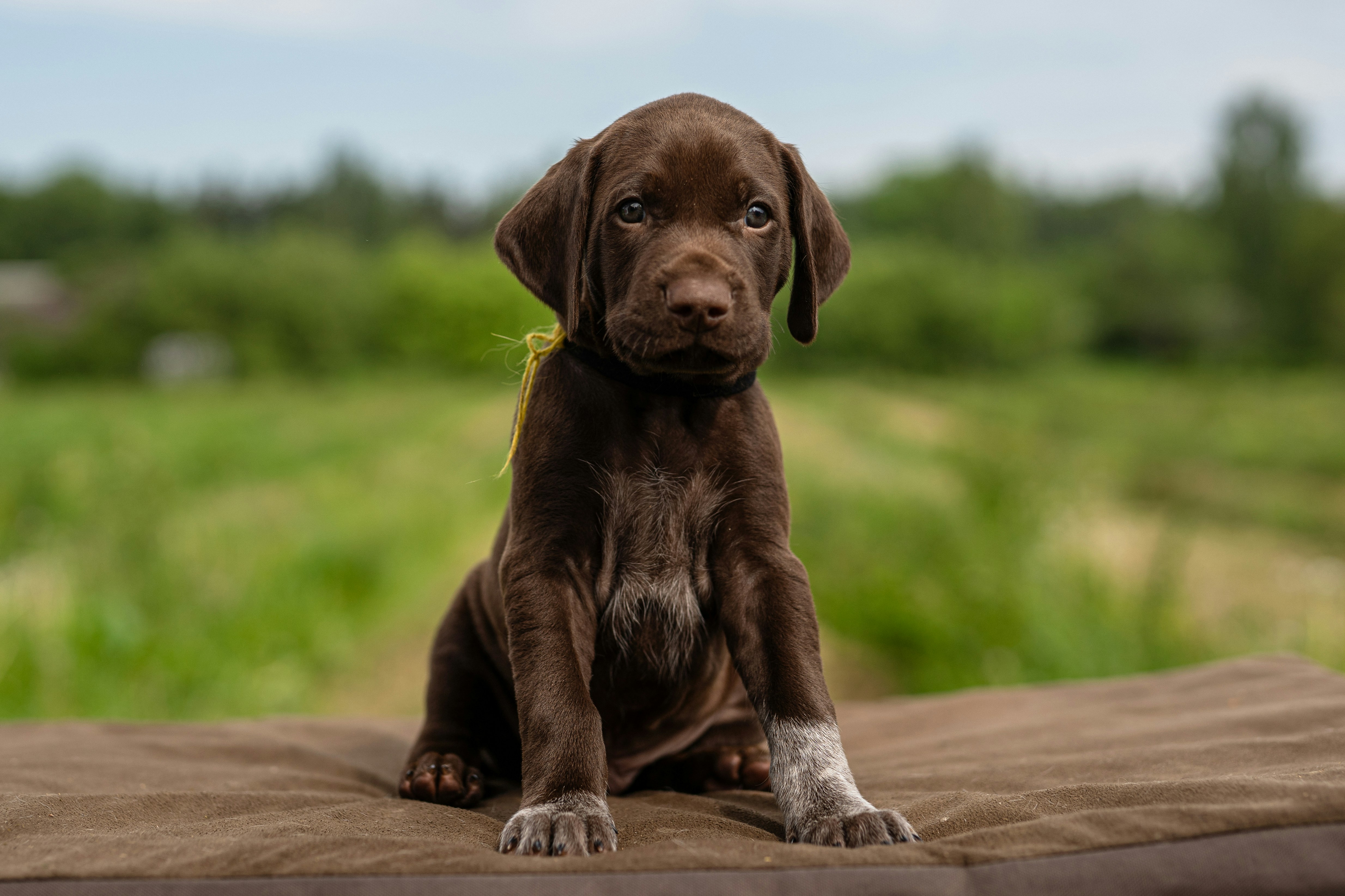 A chocolate Labrador puppy sitting on a brown surface with a lush green background, exuding a playful yet calm demeanor.