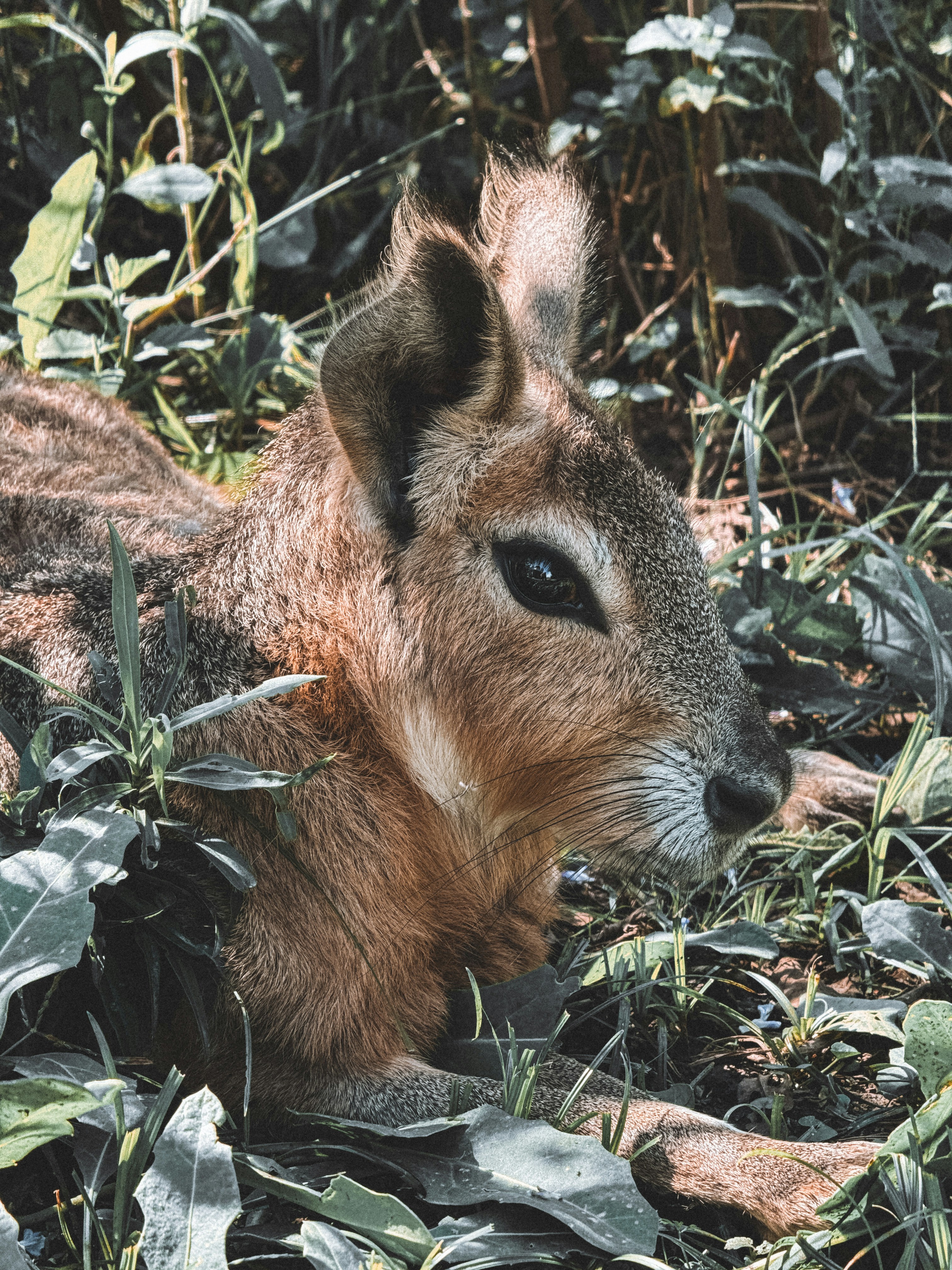 A Quiet Gaze: Hidden in the Foliage
