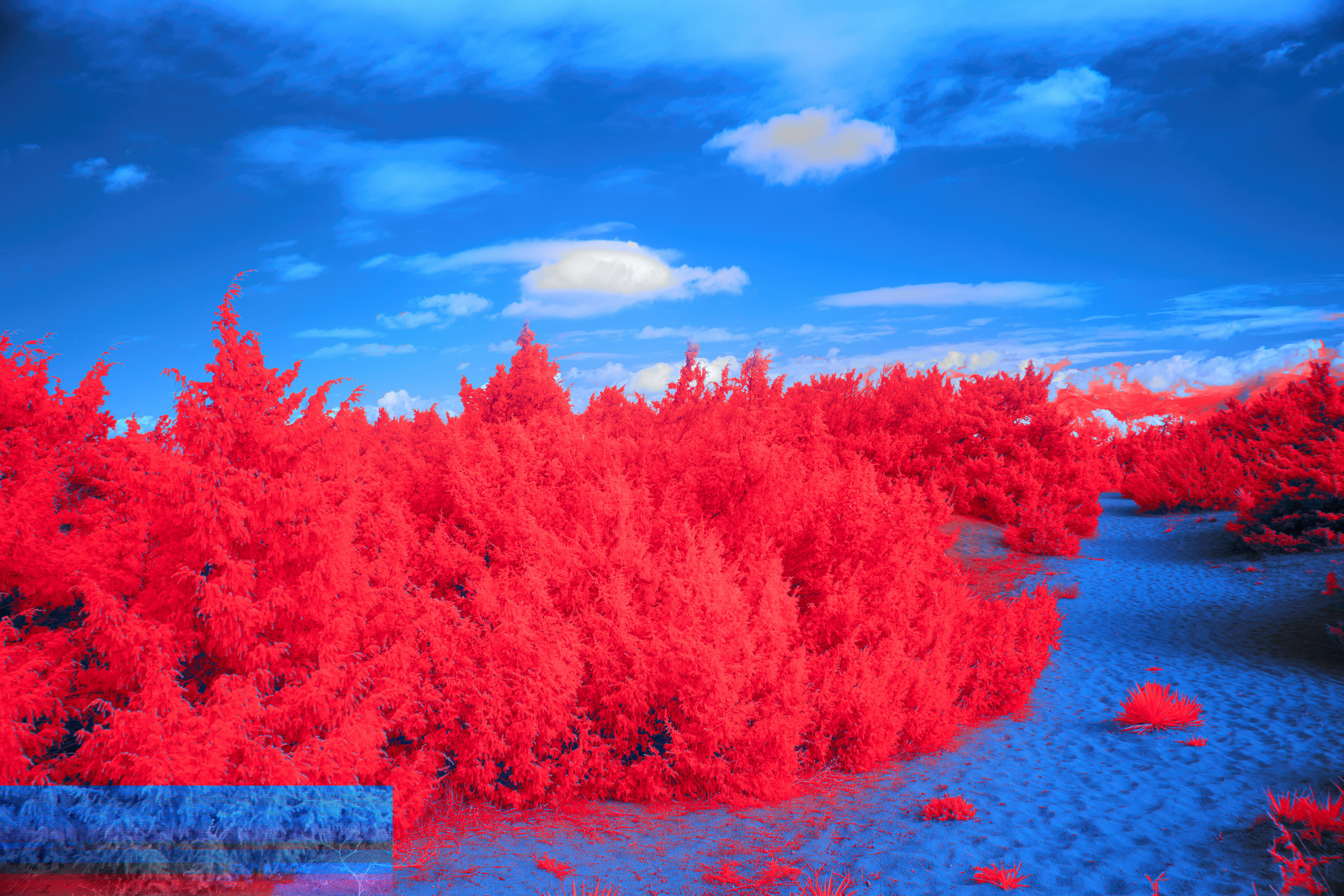 Photo by Wolfgang Hasselmann with Sony Alpha 7 IV