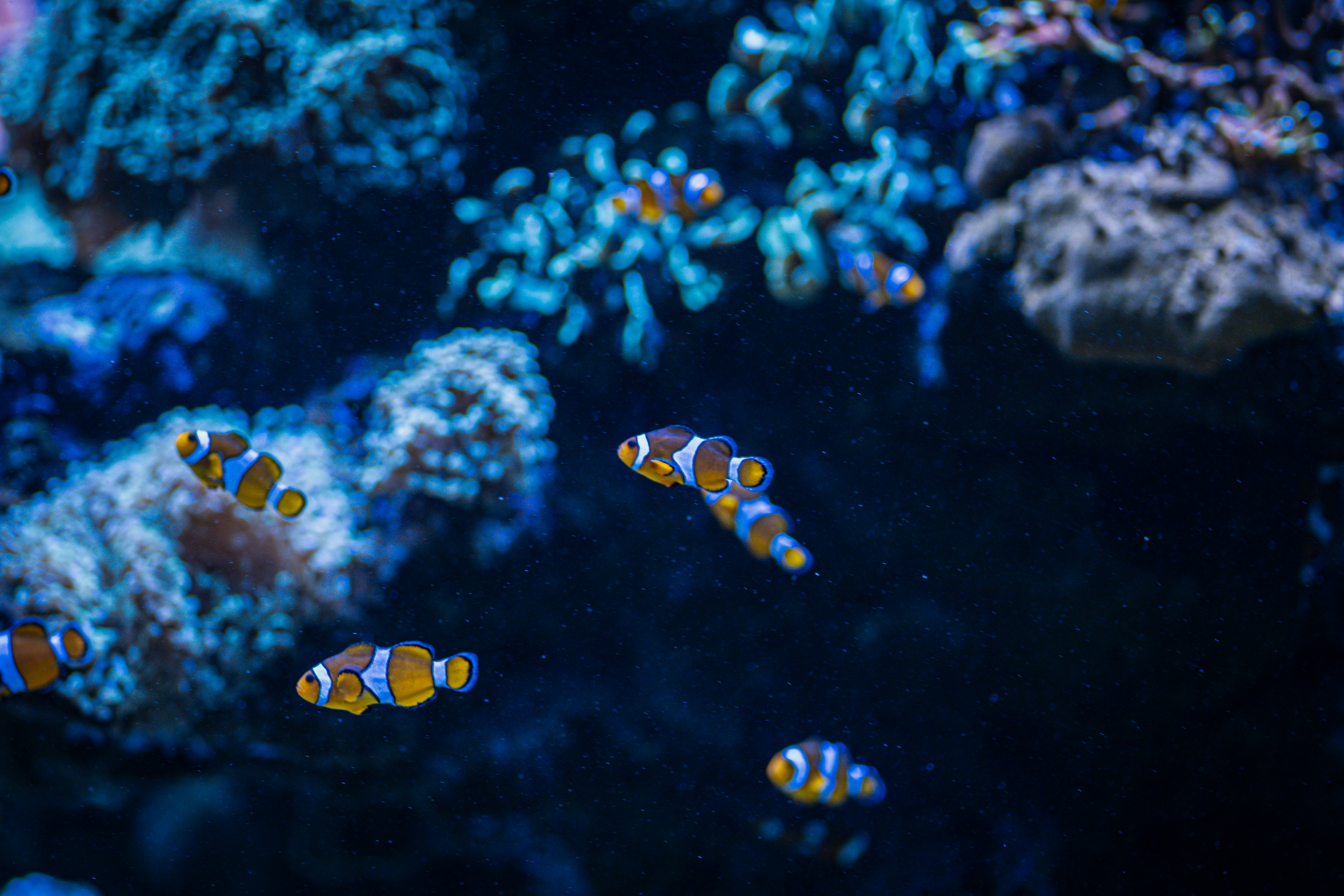A group of clown fish swimming in an aquarium photo – Free Water Image ...