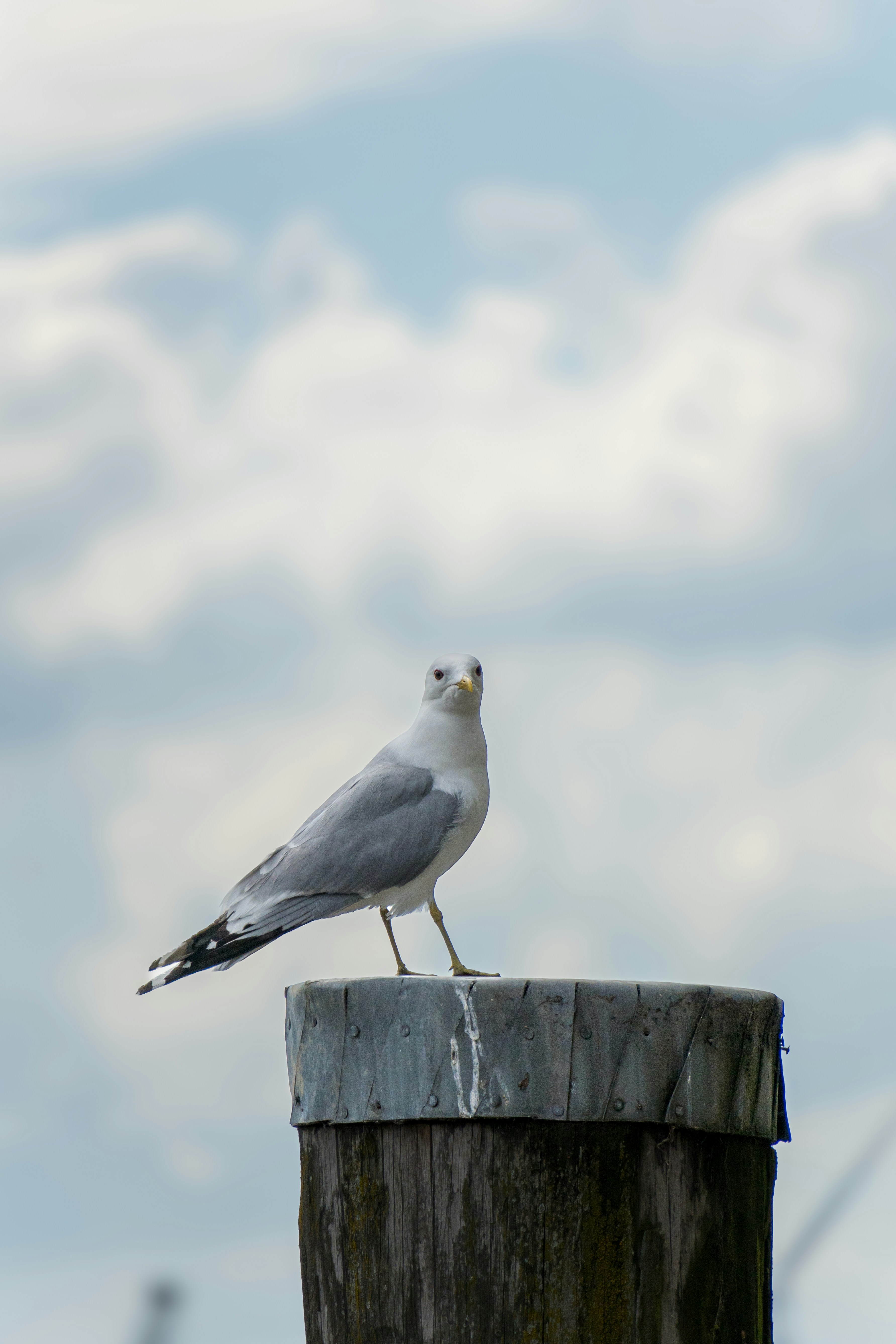 Photo by Sven with Sony Alpha 6700