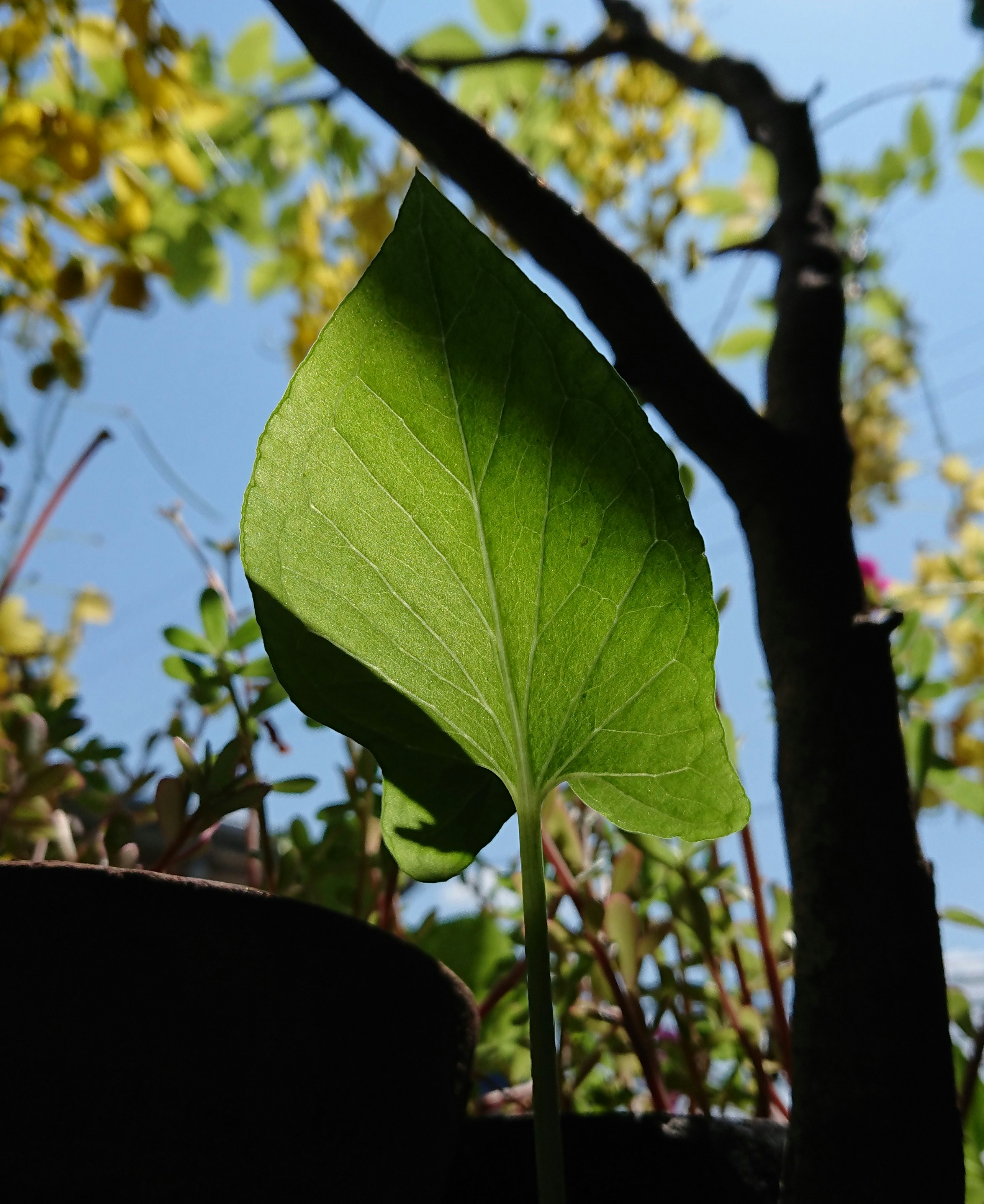 Green Leaf in Sharp Focus Against a sunny Backyard Backdrop