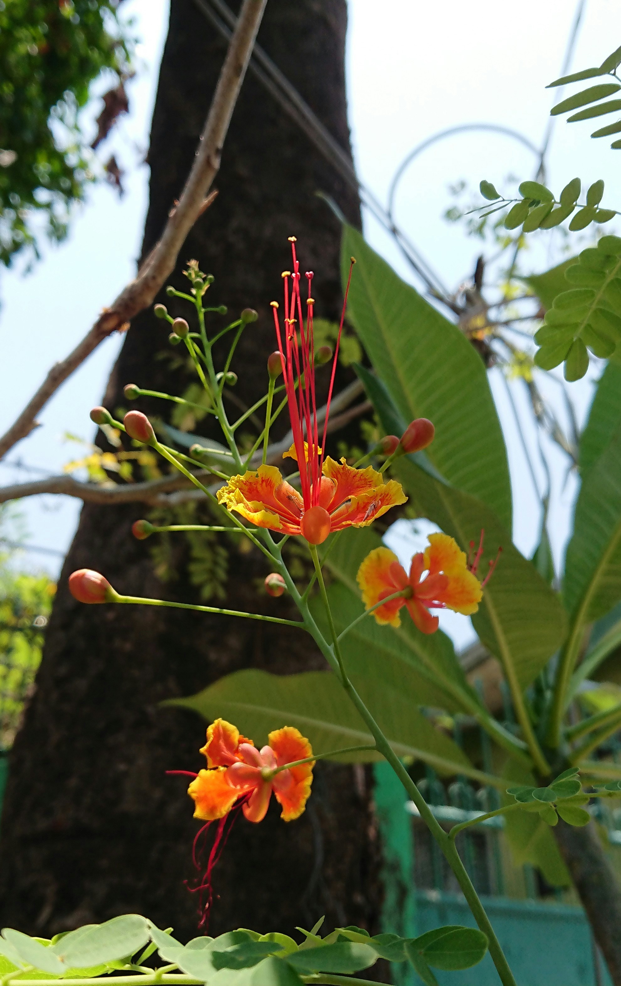 Bright orange blossoms with elongated red stamens rise among green tropical leaves beside a dark tree trunk.