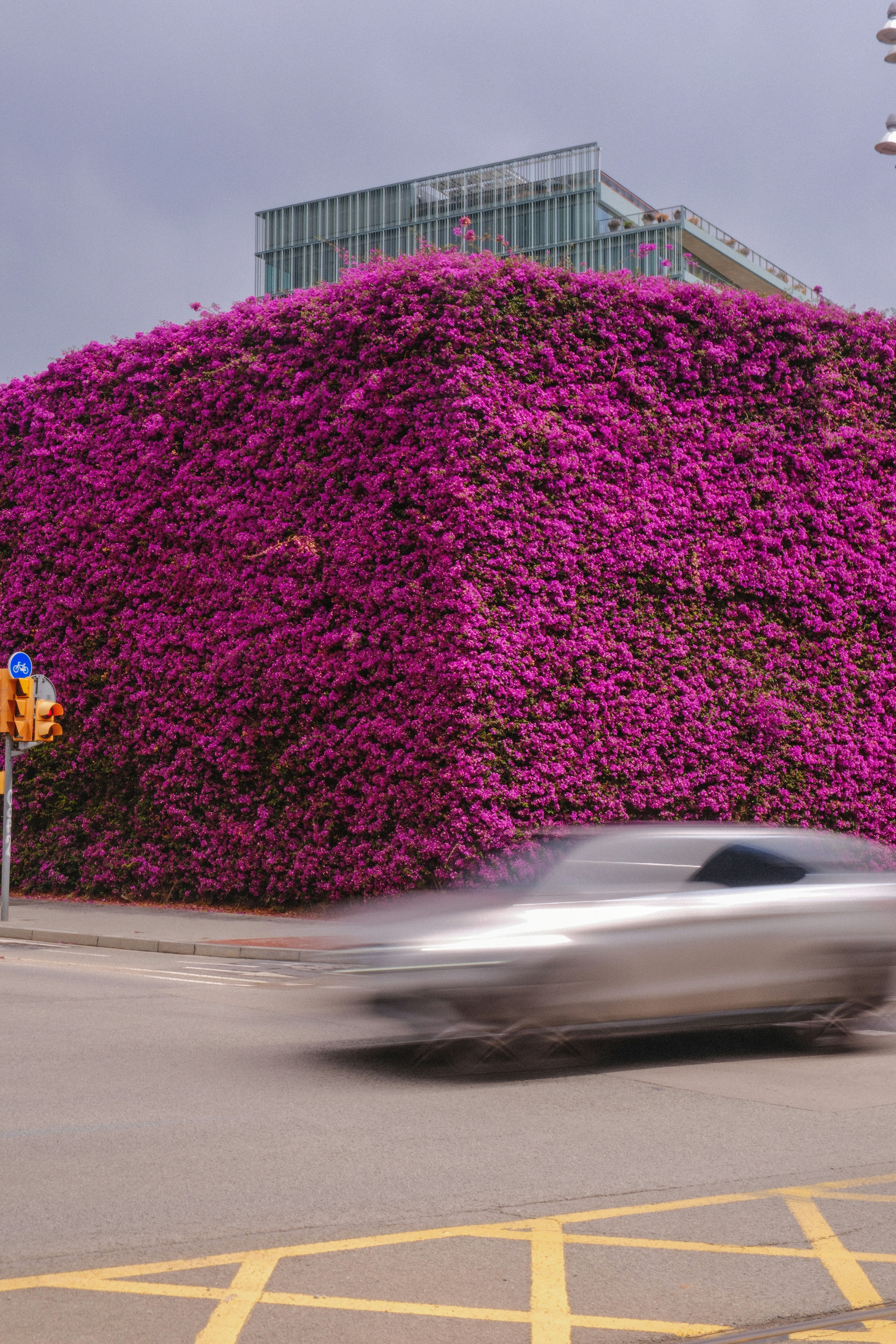 Crimson Bougainvillea Cliff Looms Over an Urban Corner as Traffic Flows
