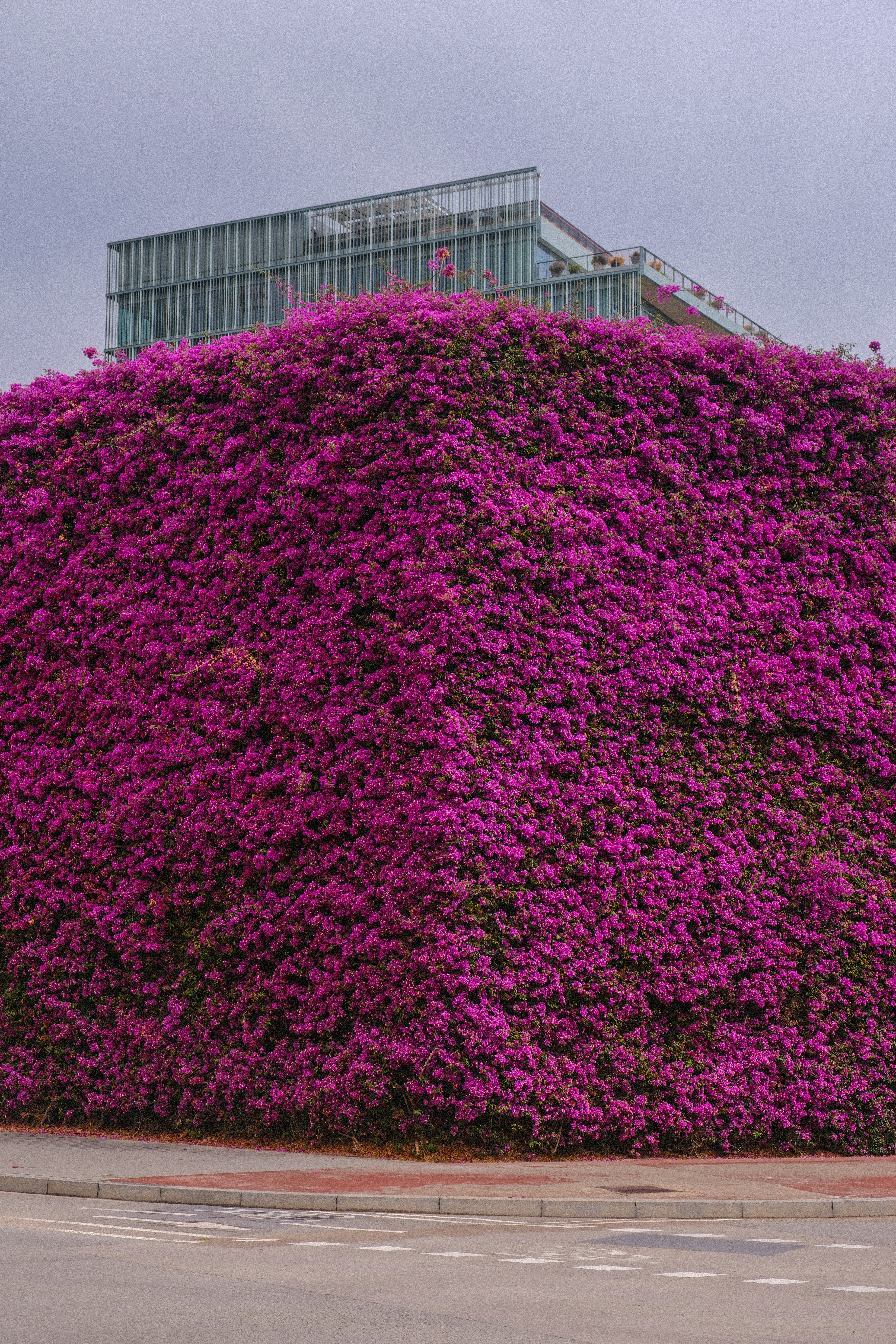 Bougainvillea Wave Framing a Glass-Fronted Building