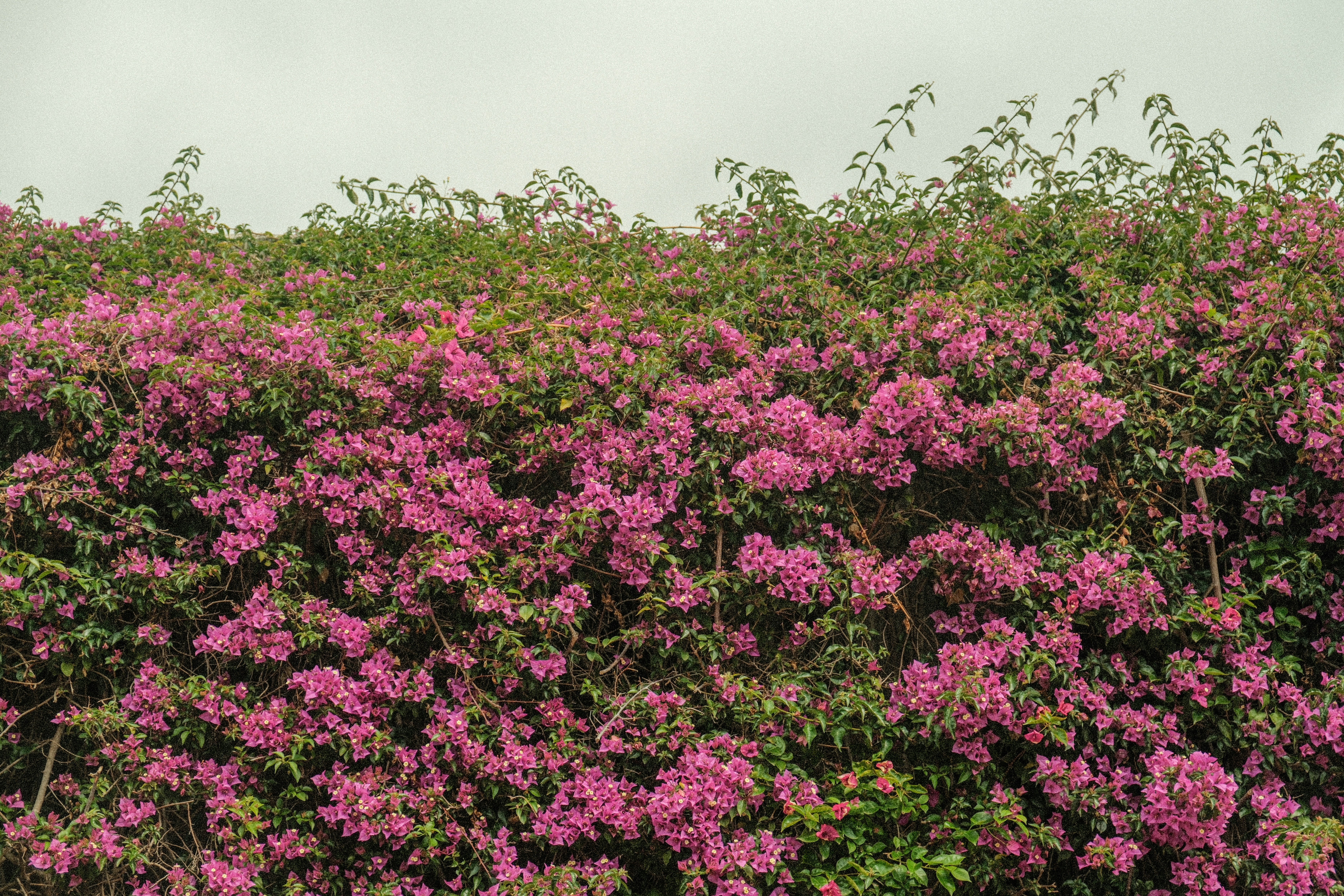 Pink Hedgerow Symphony Under Overcast Sky
