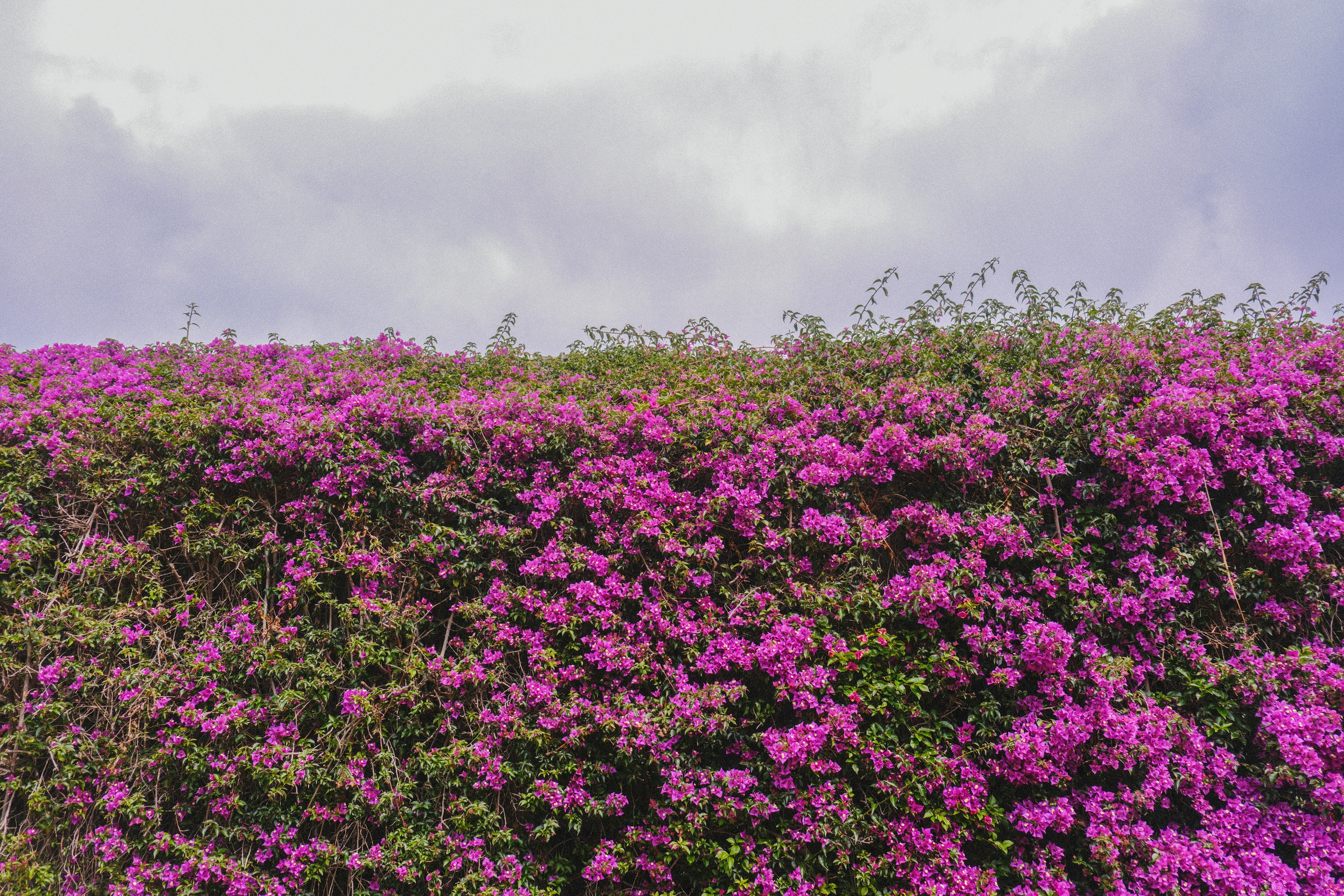Flores moradas crecen en el costado de una pared foto – Imagen de ...