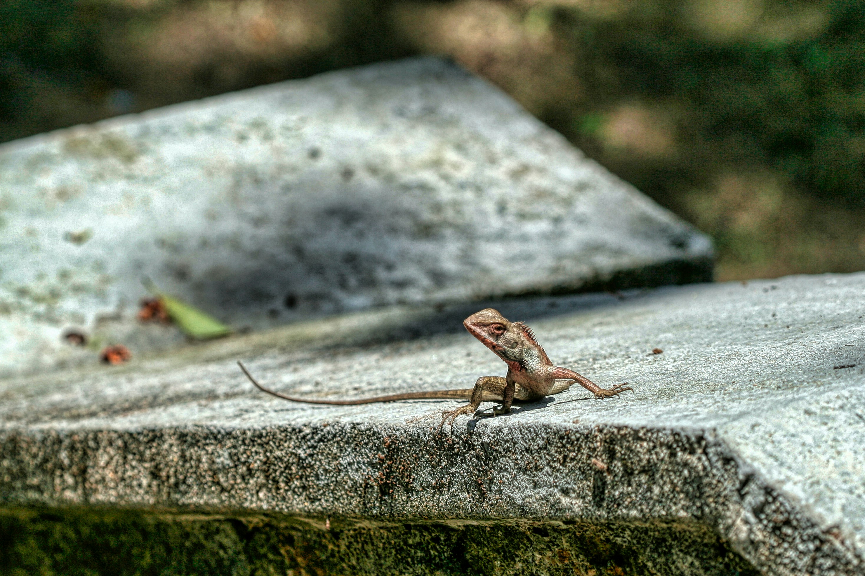 Granite Sentinel: a tiny lizard scans the garden path