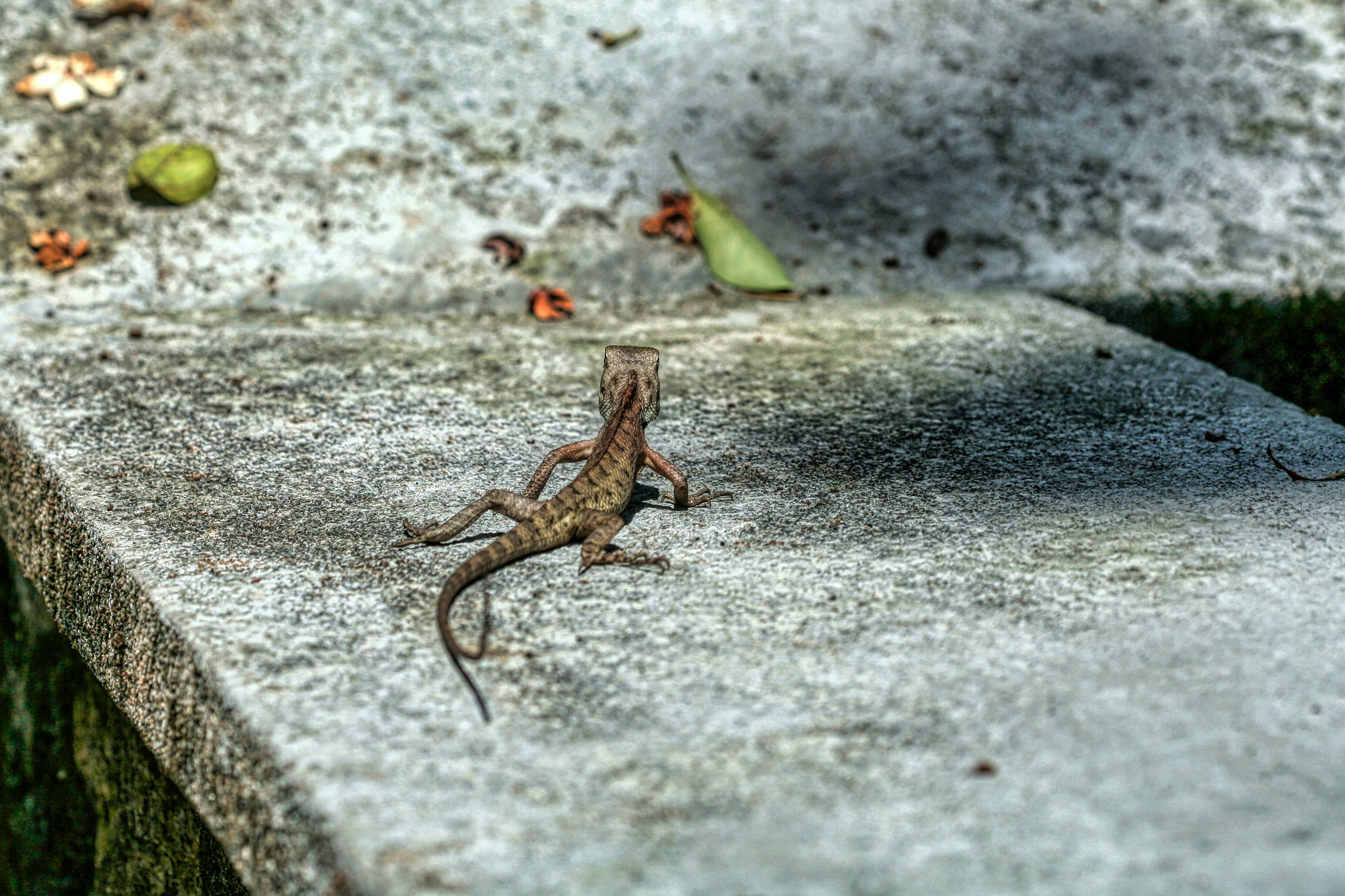 A lizard sitting on top of a cement slab photo – Free Grey Image on ...