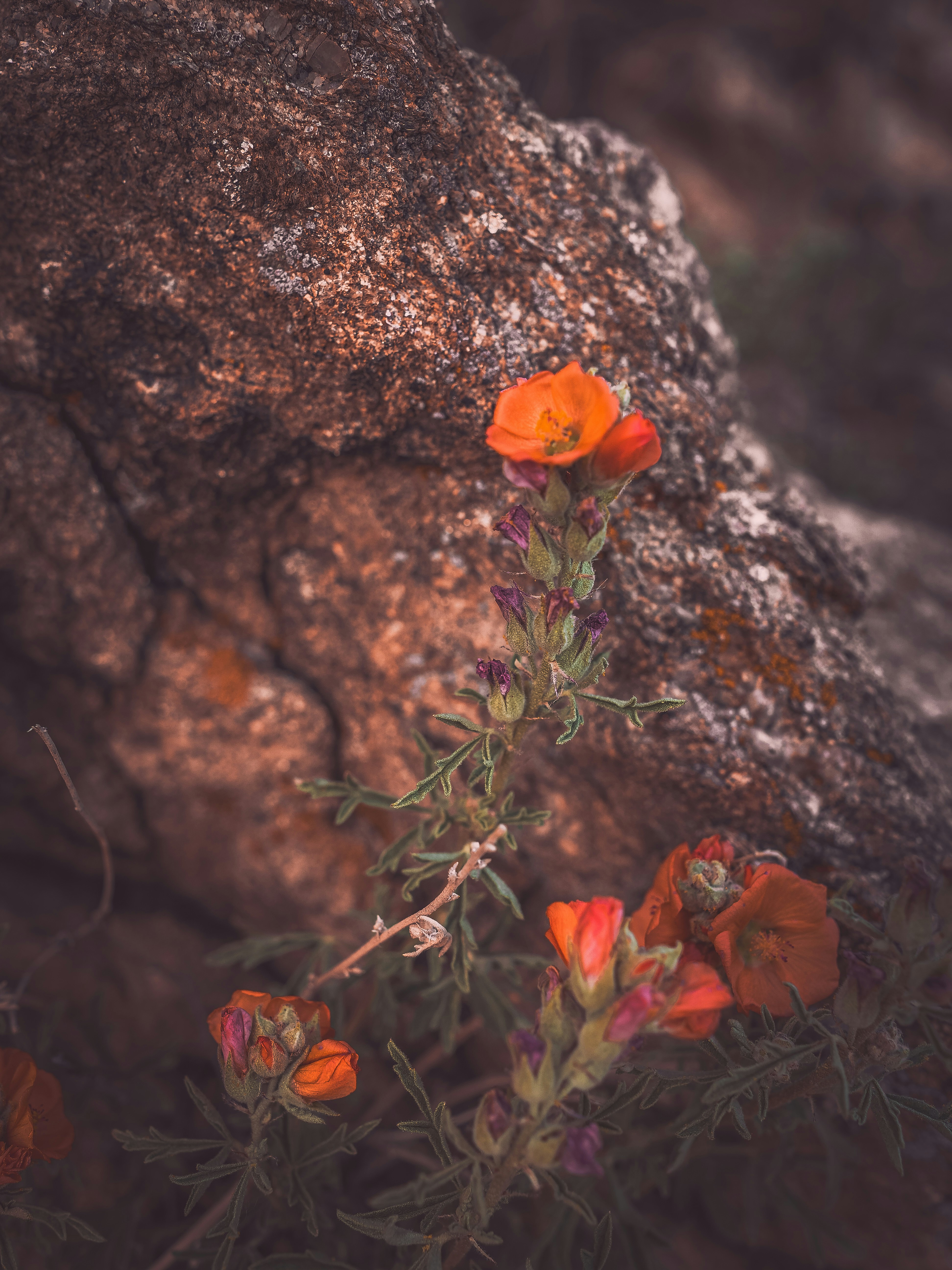 Flame-Orange Bloom Clinging to Weathered Volcanic Rock