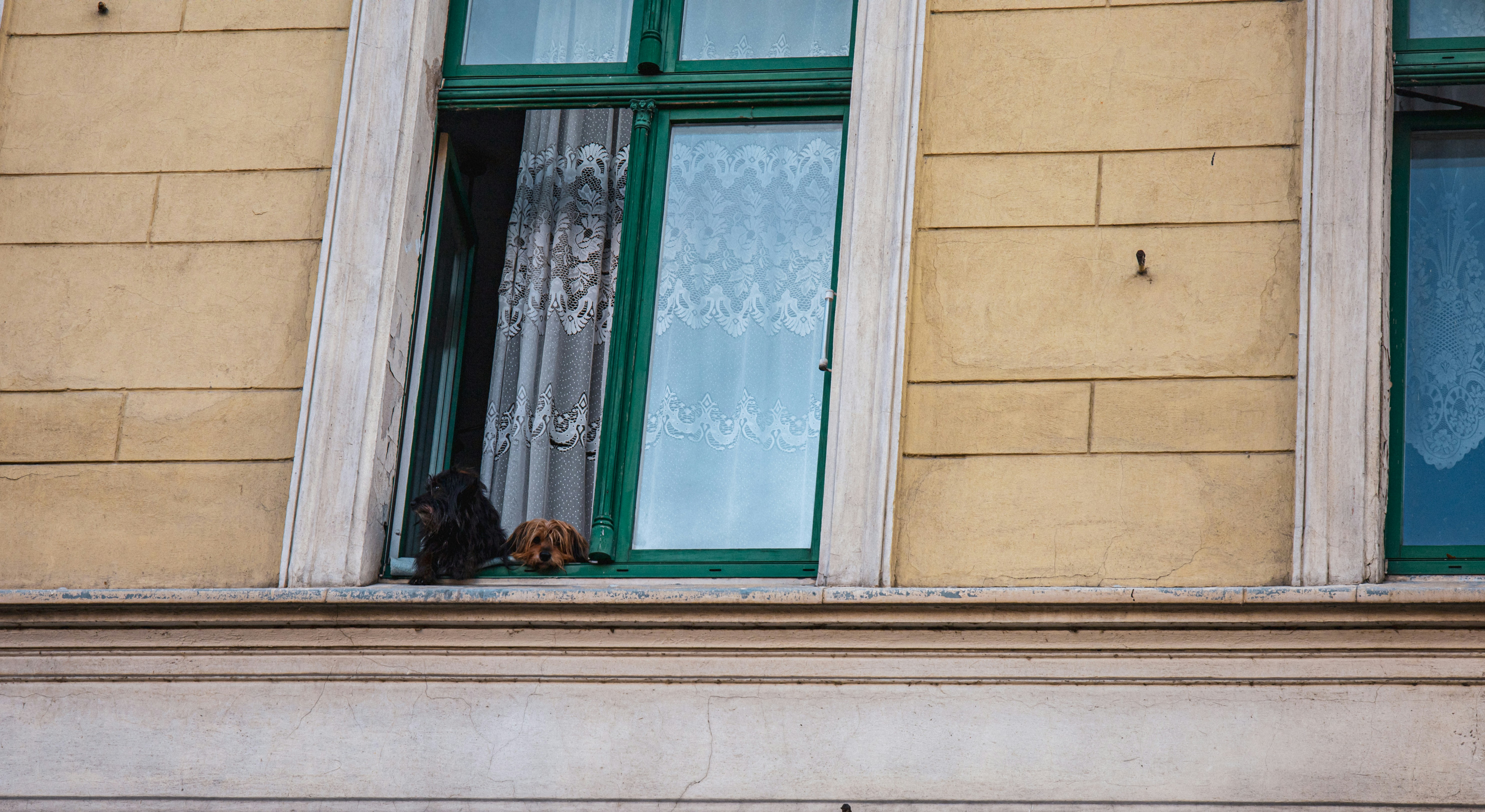 Cat resting on a windowsill behind a green-framed window of a beige building.