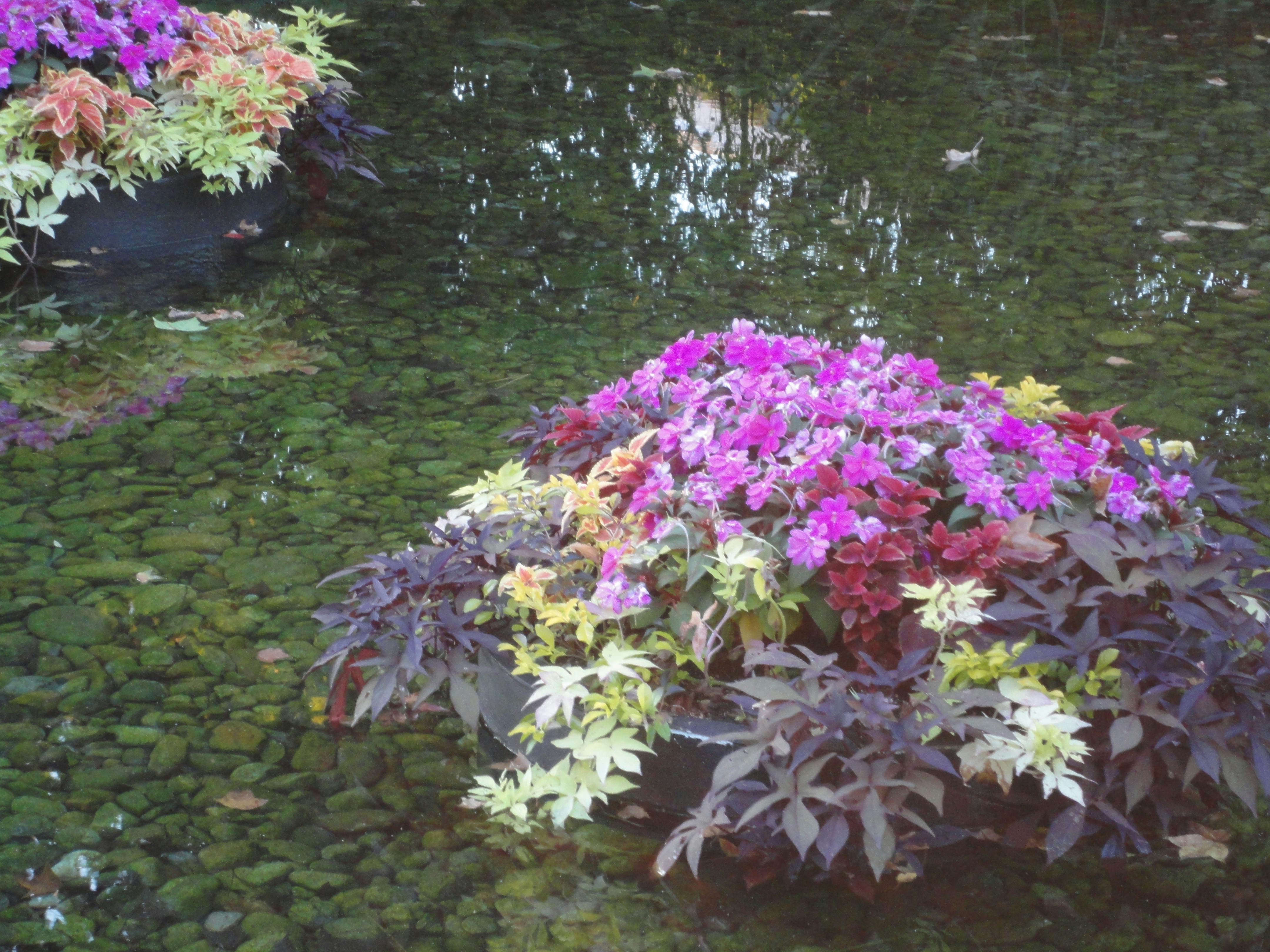 Colorful coleus cluster floats on a calm pond, creating a vibrant focal point against reflective water.