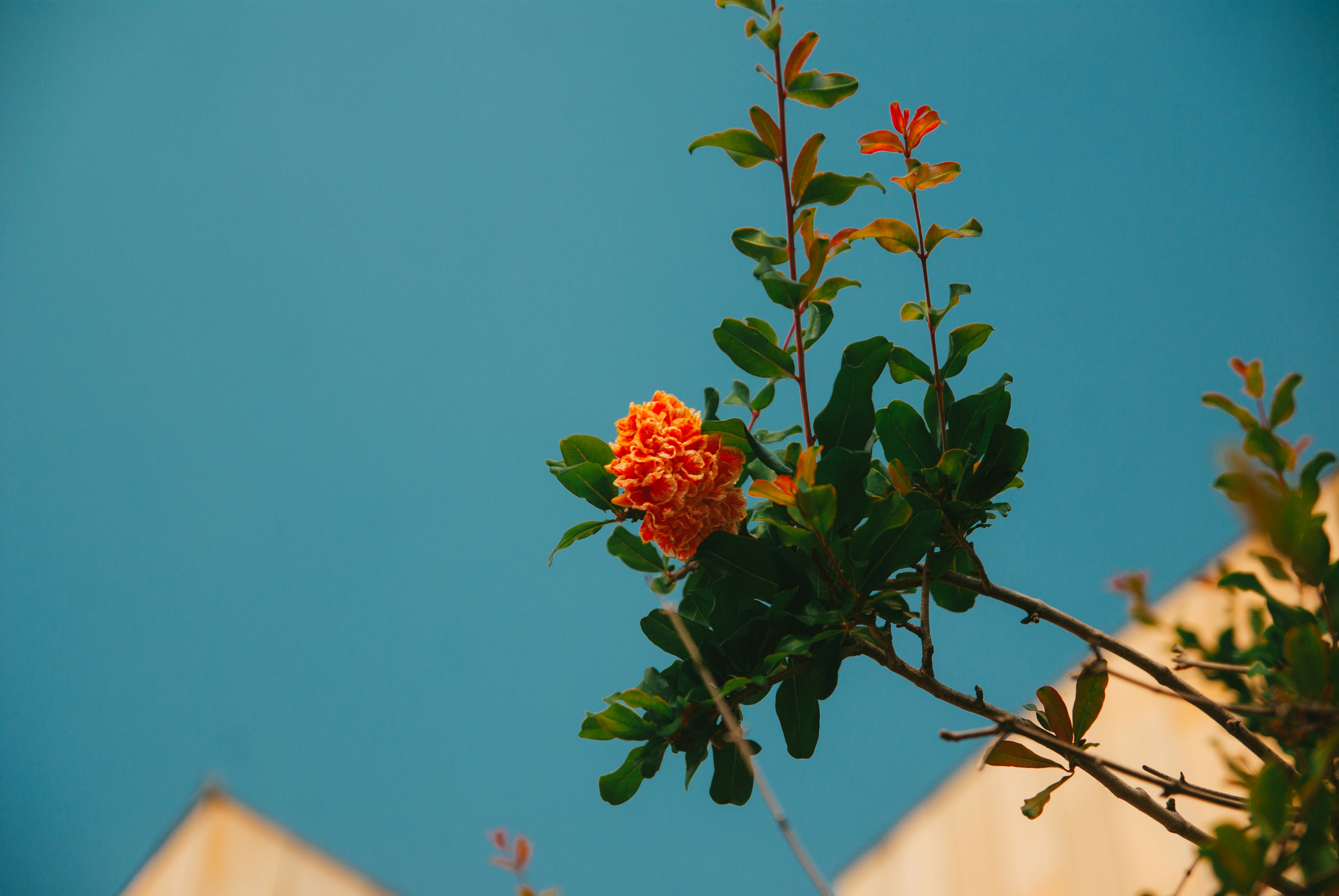 Bright orange blossom on a branch reaches toward the blue sky, with a shallow depth of field and soft bokeh highlighting the flower while hints of rooflines appear in the background.