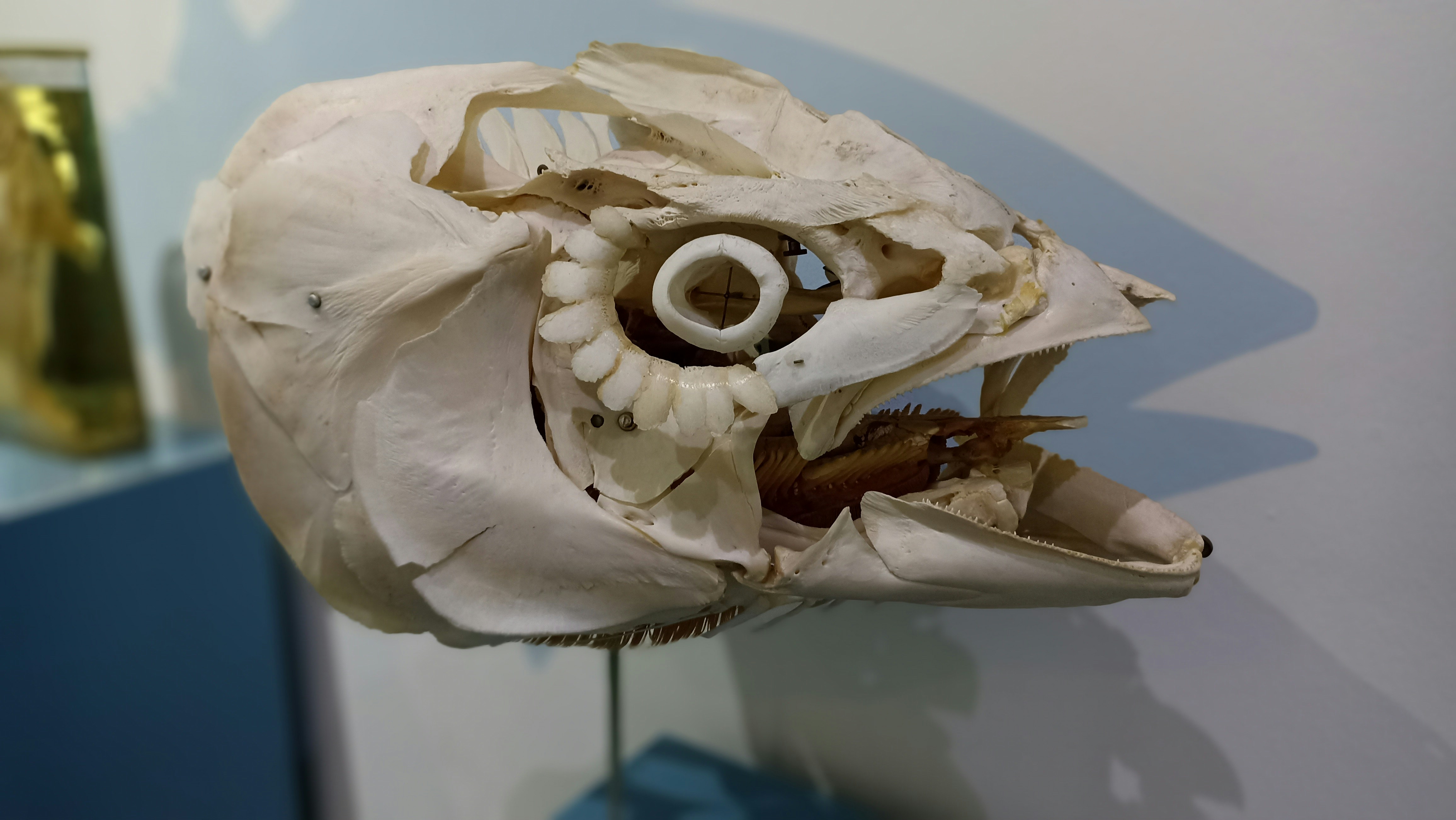 Photo by Thomas Vogel with Xiaomi Redmi Note 10S