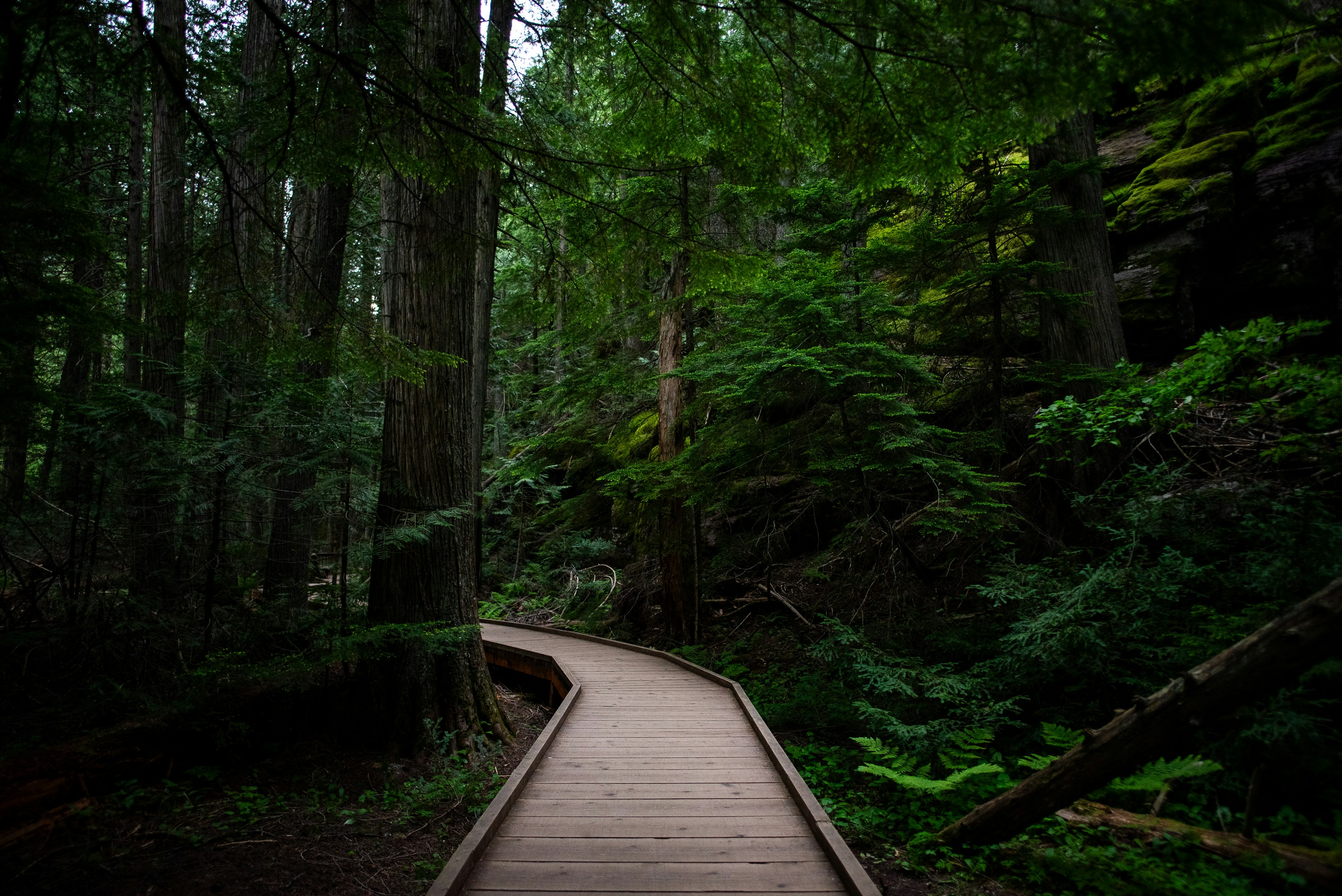A wooden path through a forest with lots of trees photo – Free Glacier ...