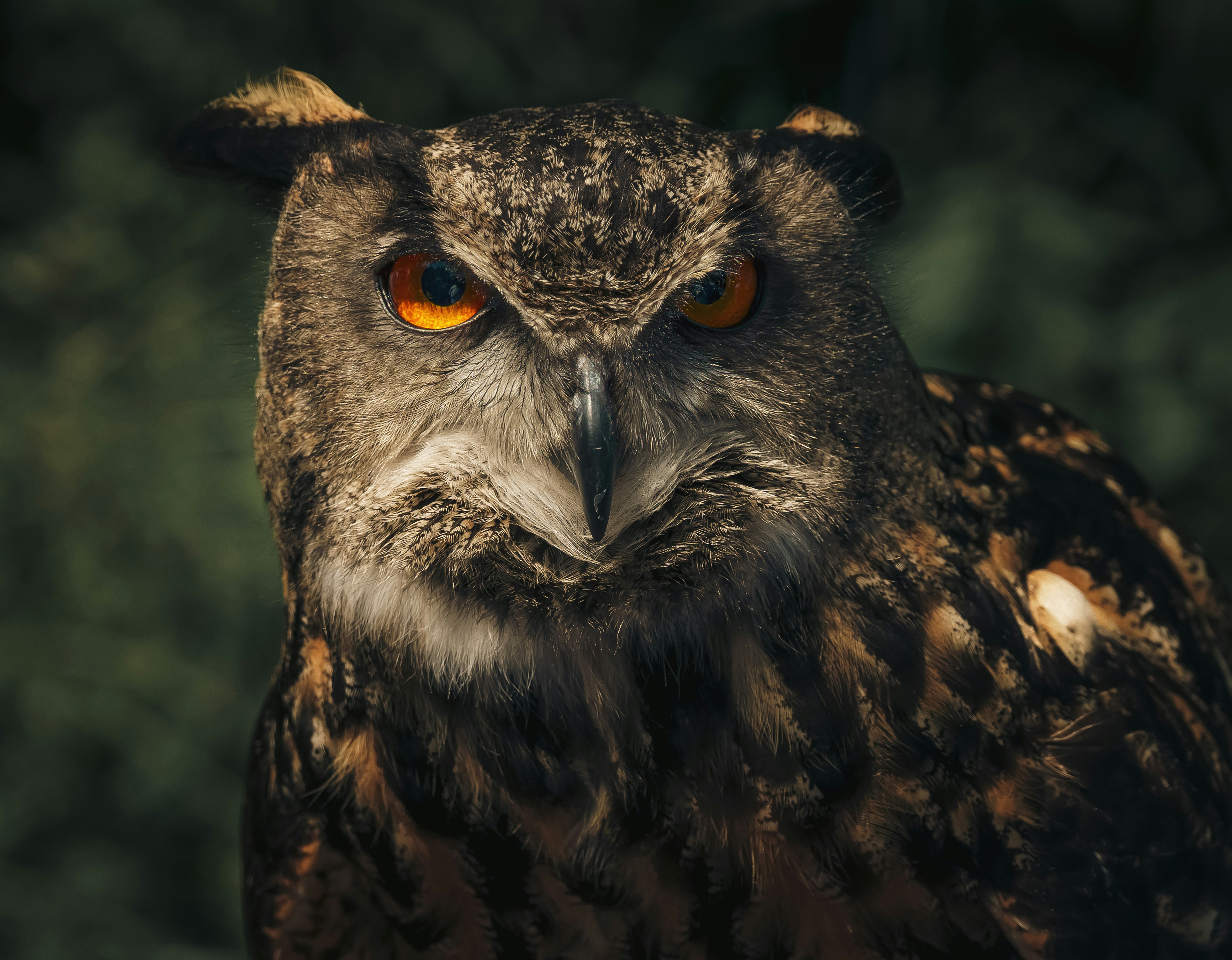 Close-up of an owl with piercing orange eyes against a blurred forest background.