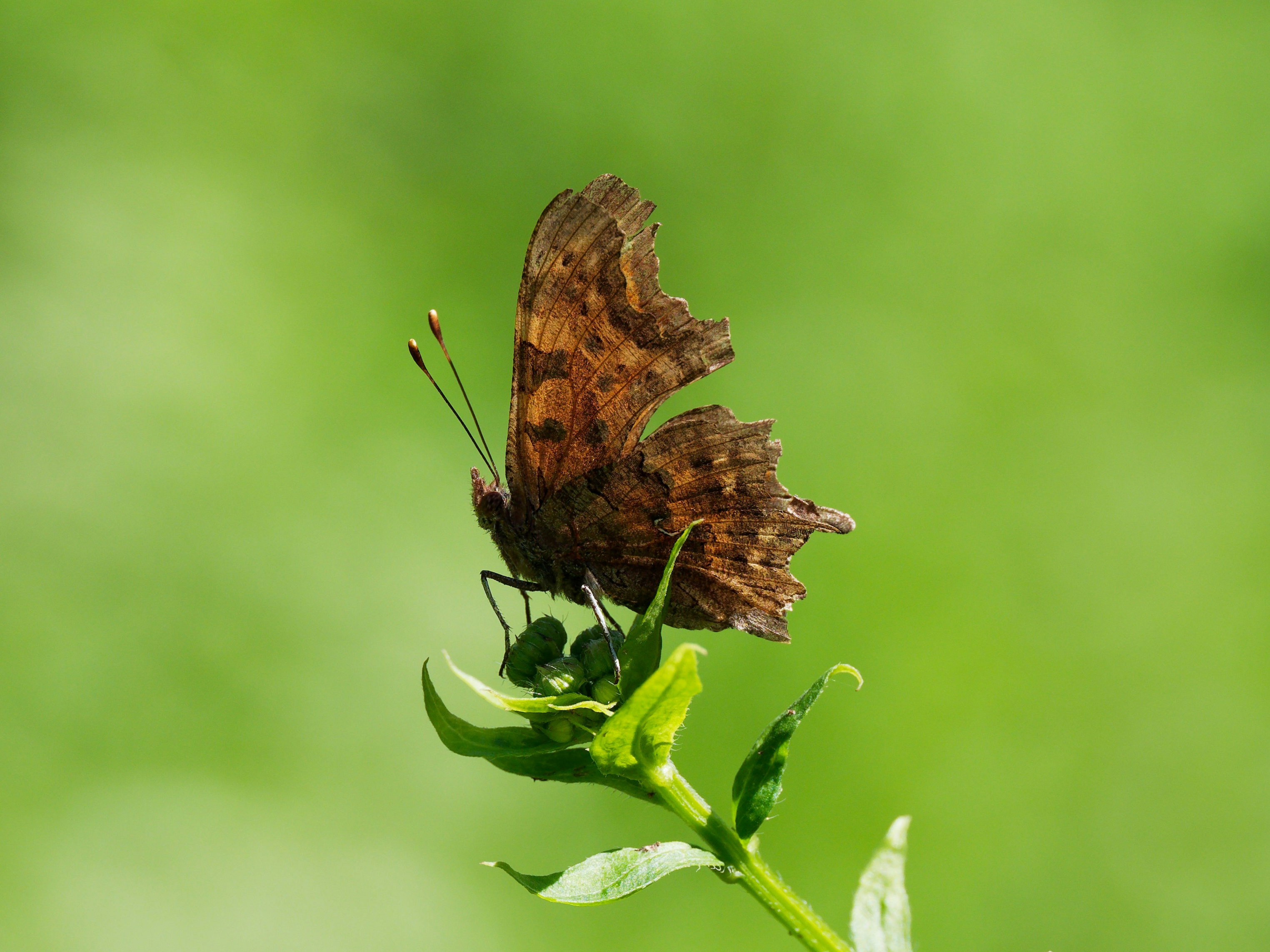 Tattered Monarch: a butterfly aloft on a vivid green stem