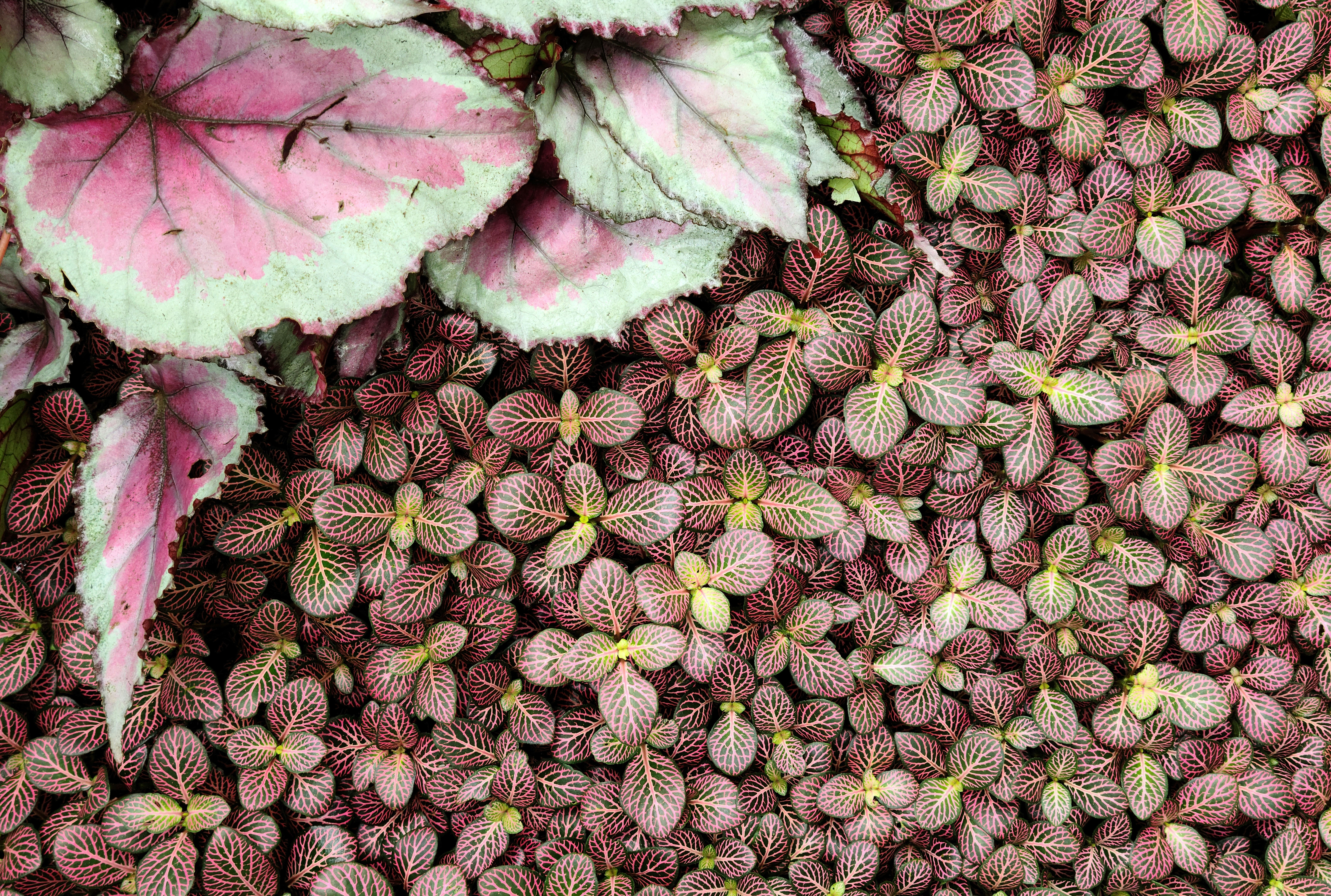 Crimson Carpet: A Macro Close-Up of Tiny Purple Leaves with a Variegated Edge
