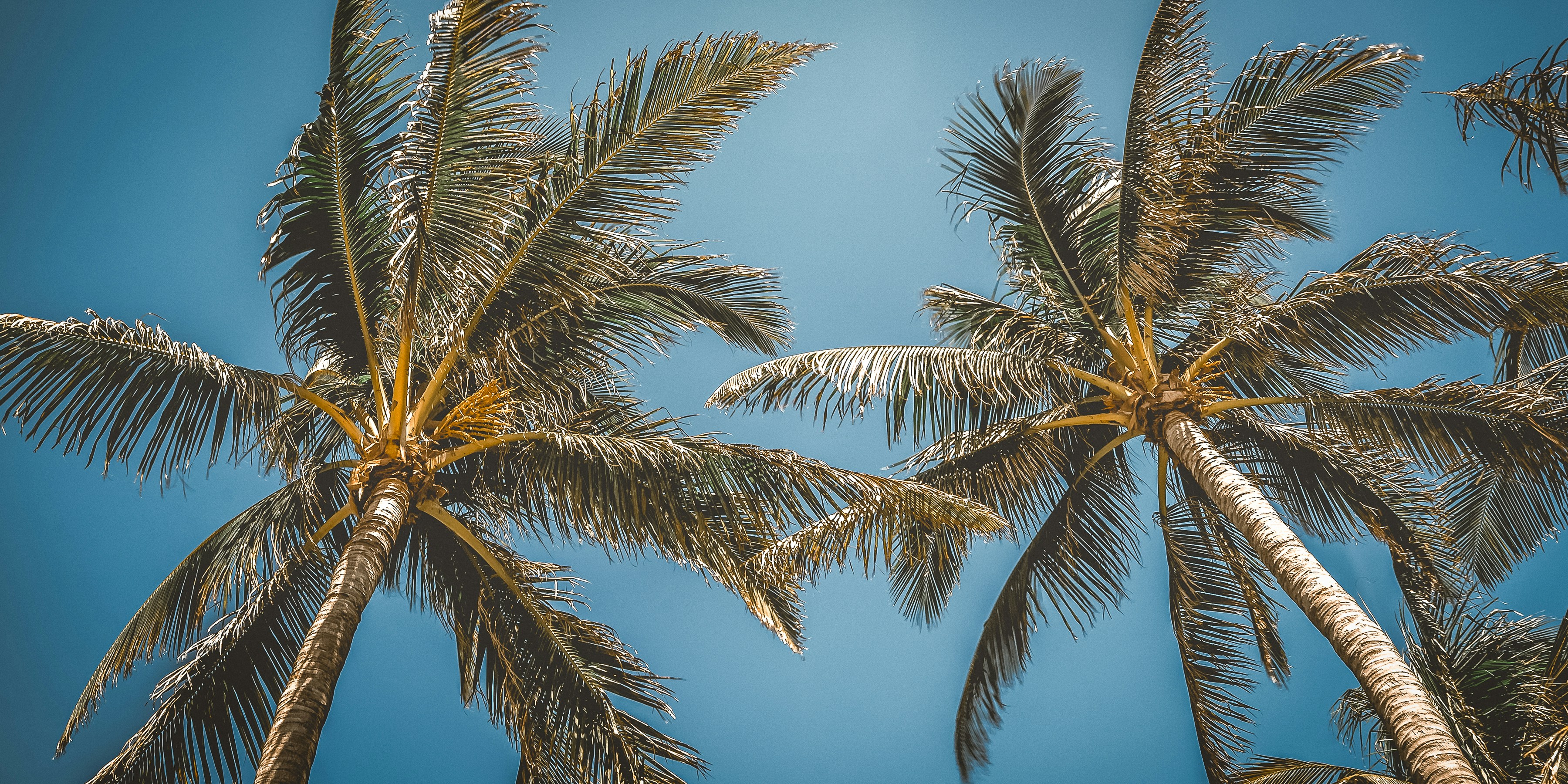 A group of palm trees against a blue sky photo – Free Summer Image on ...