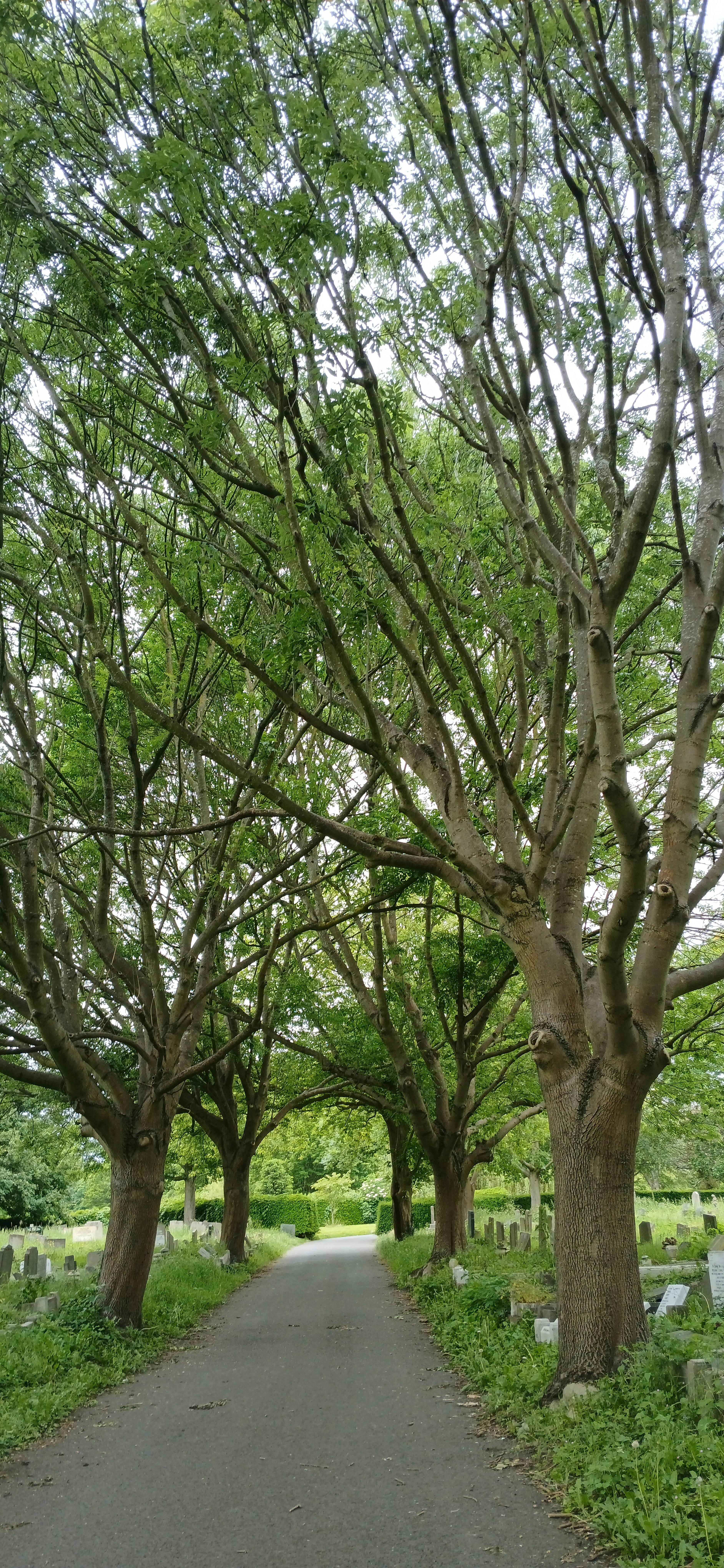 Tree-lined cemetery path with gravestones on both sides, framed by a lush green canopy of arching branches.