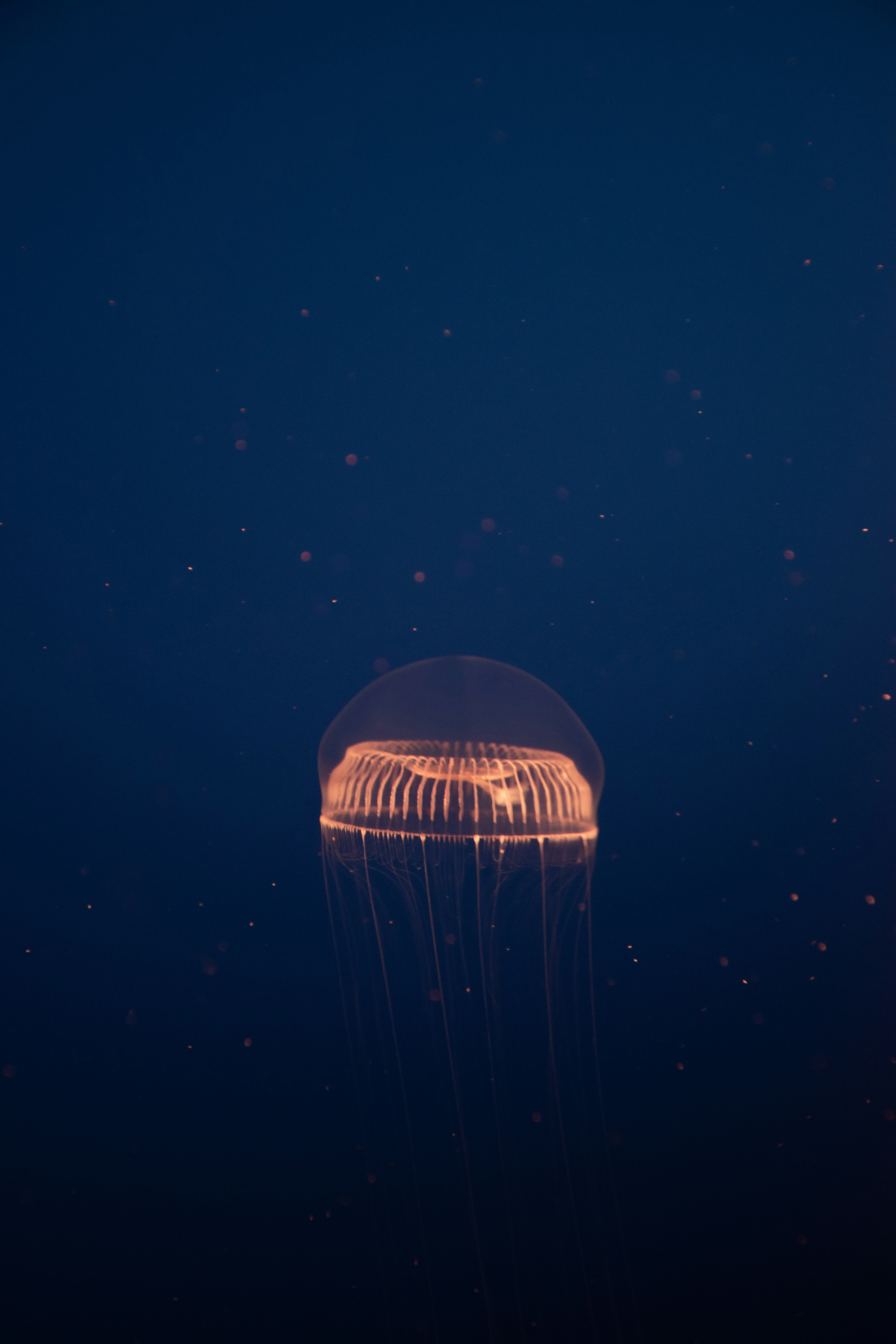 Luminous Bell: A Jellyfish Drifts Through Deep Indigo Waters