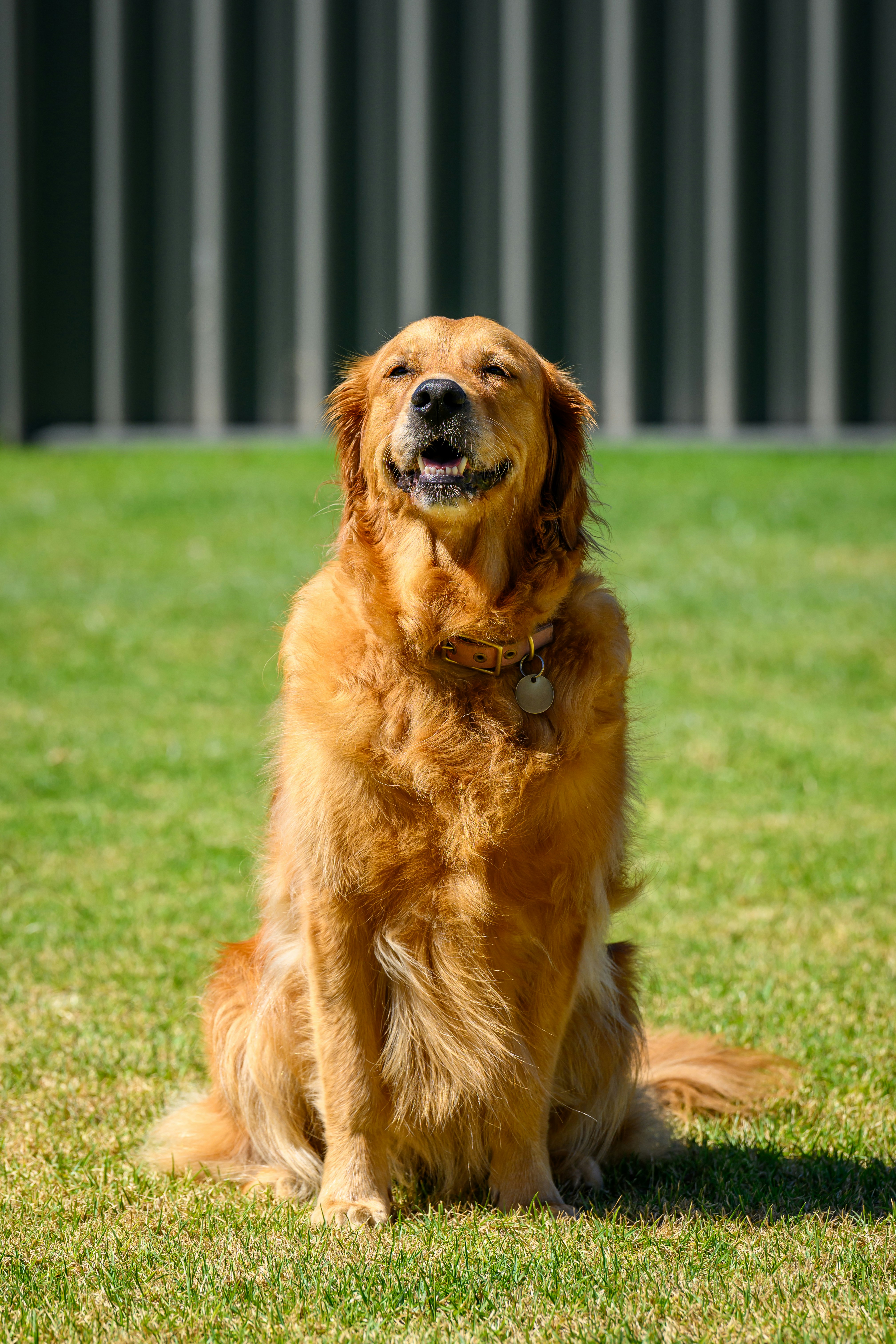 750+ Happy Dog Pictures [HD] | Download Free Images on Unsplash