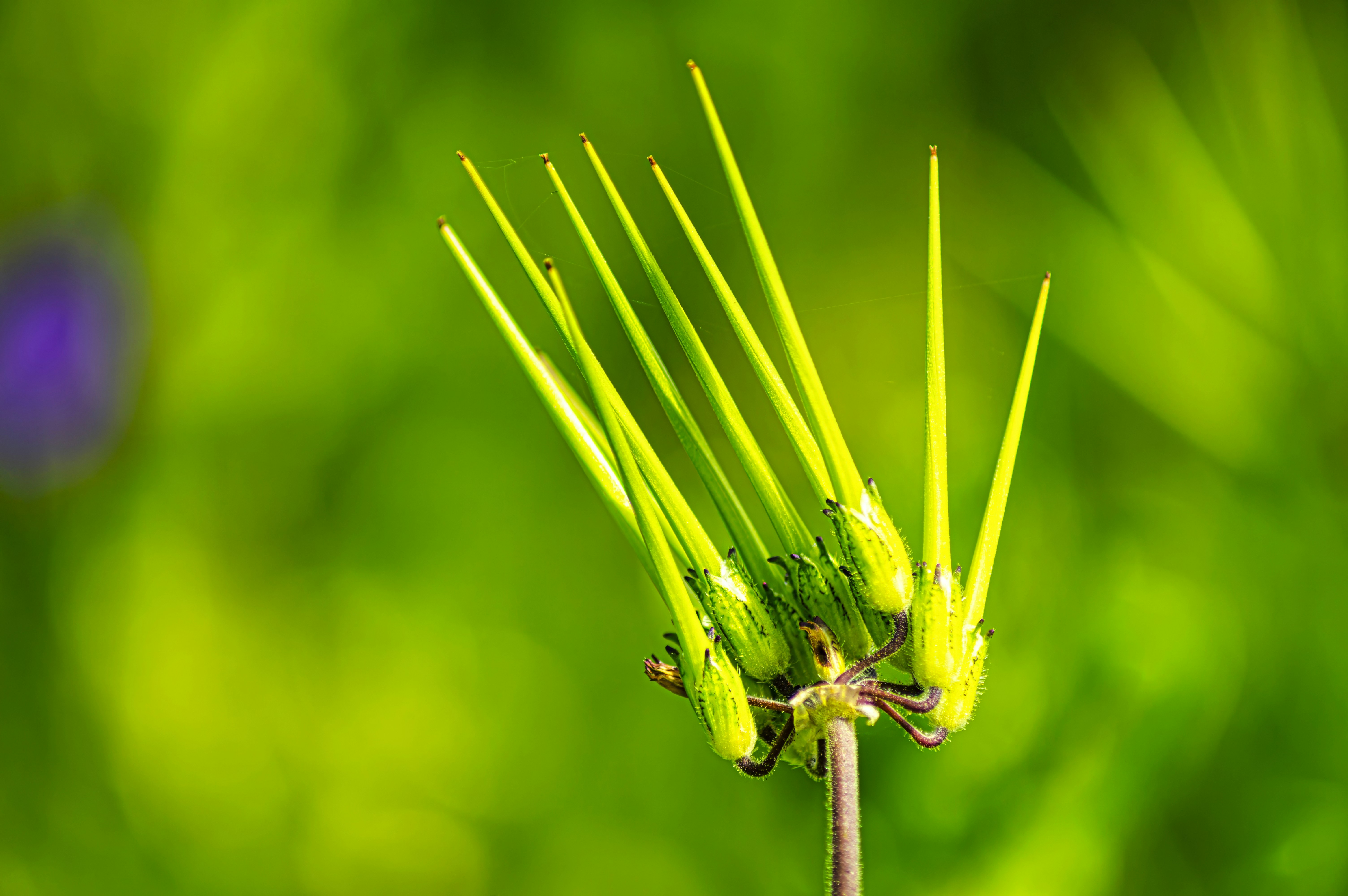 Emerald Crown: a spiky seed head in sharp relief