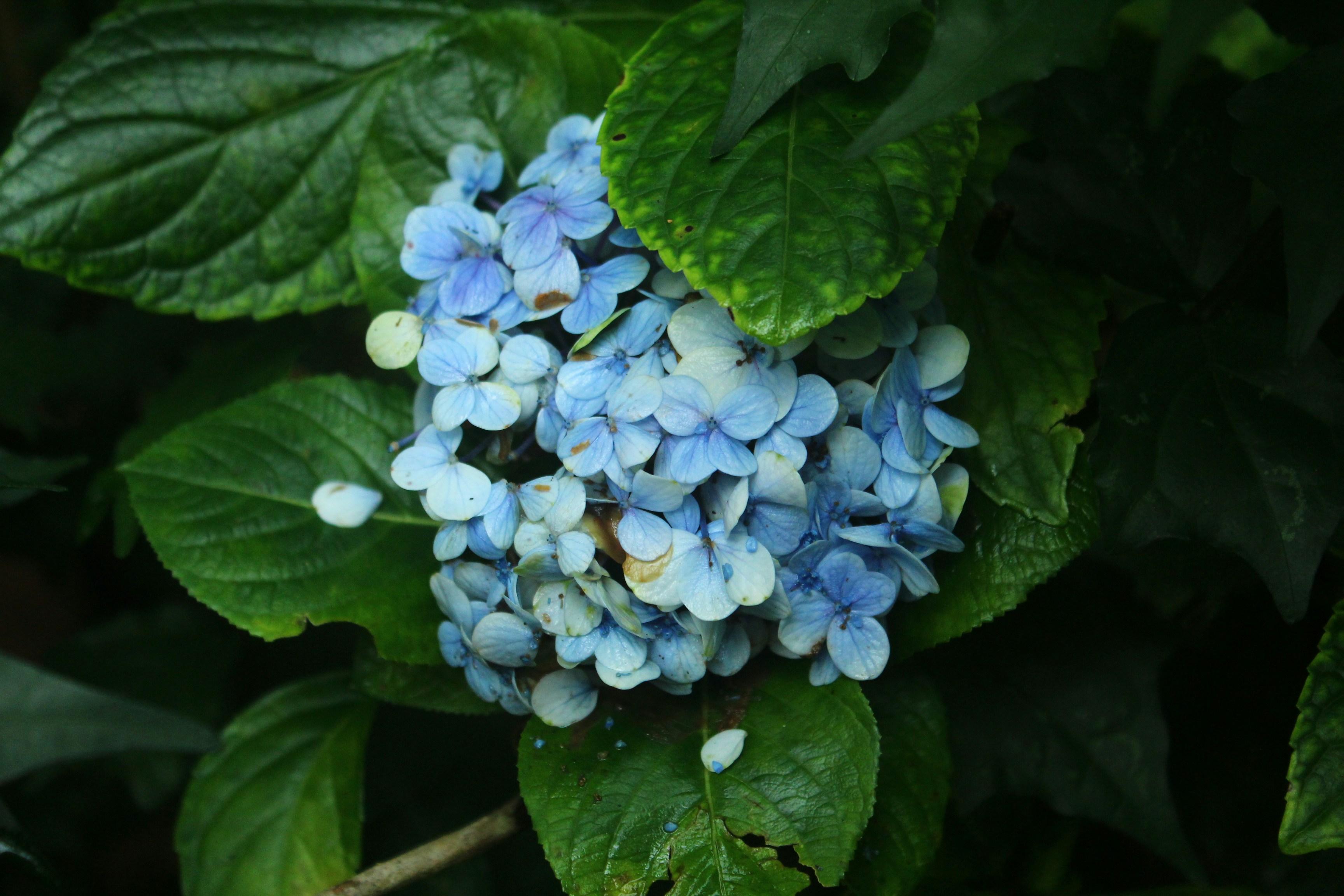 Blue Hydrangea Mosaic Nestled in Velvet Green