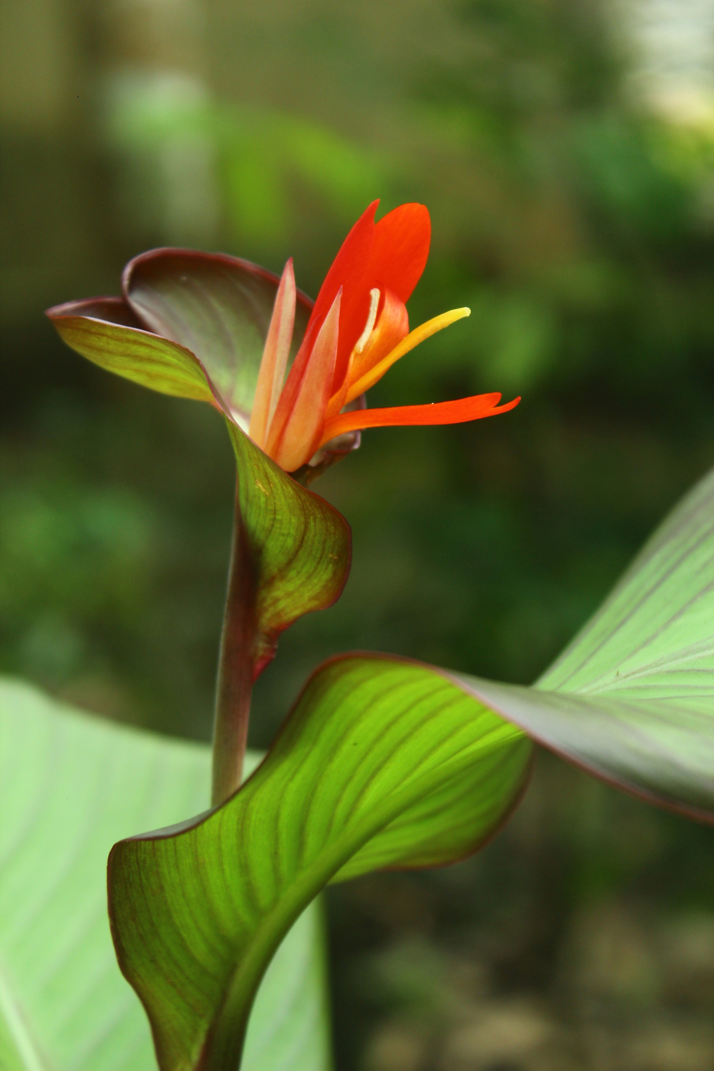 Crimson Torch Emerges from a Verdant Veil