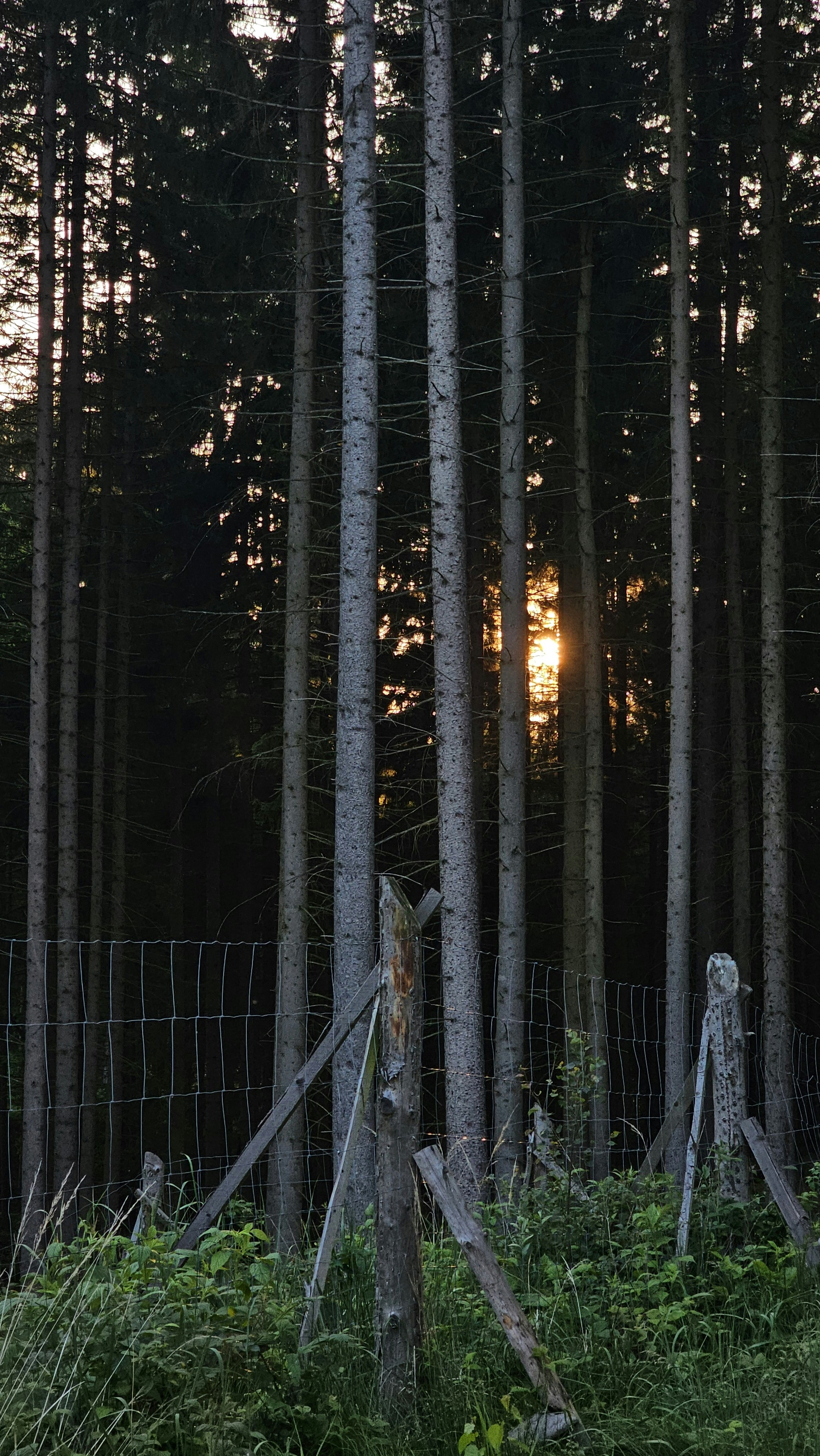 Glimmer Through the Pines: Sunset Quiet Behind a Weathered Fence