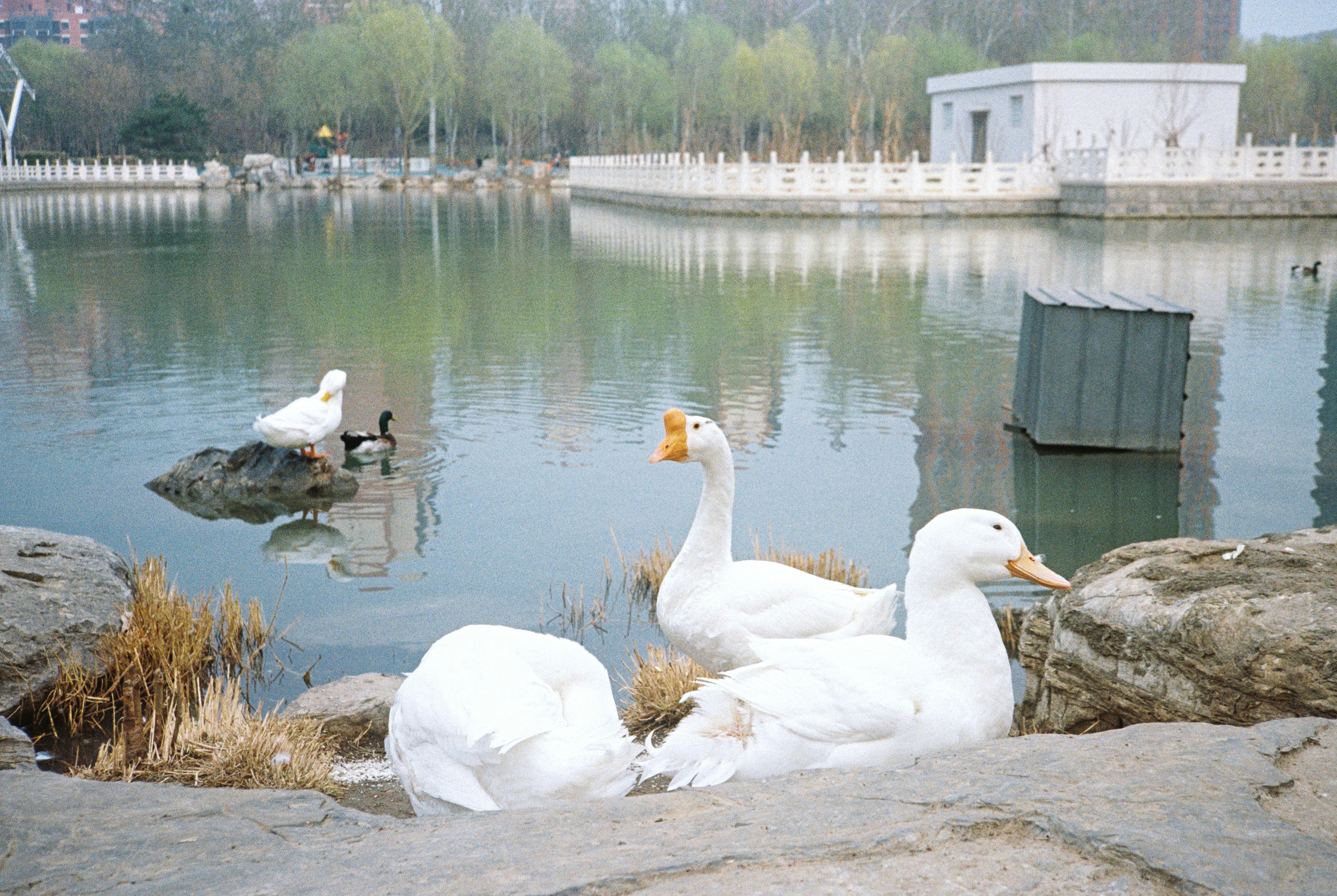 White Geese at the Pebble Shore of a Quiet Park Pond