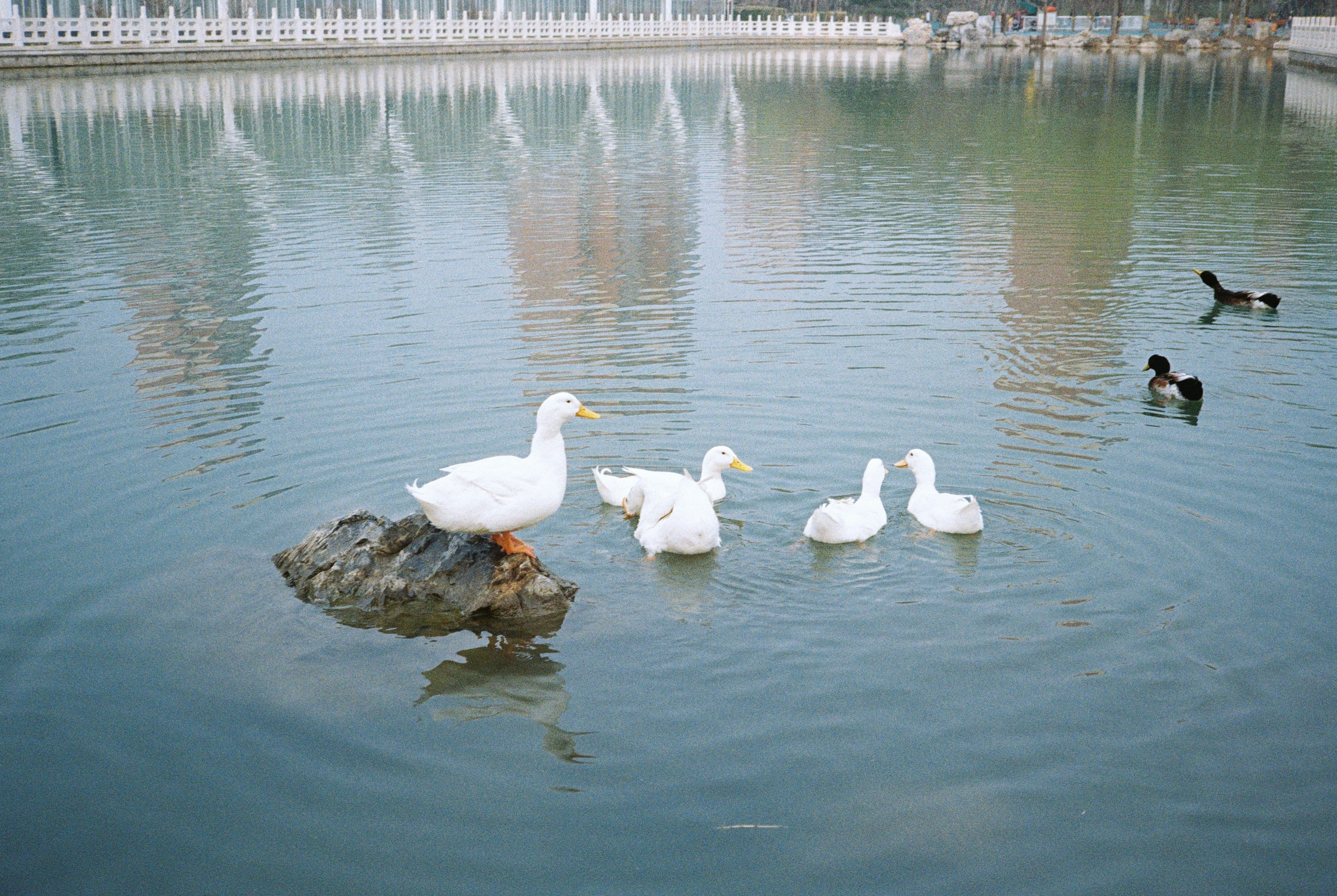 Quiet Gull Assembly on a Sunlit Rock by a Calm Harbor