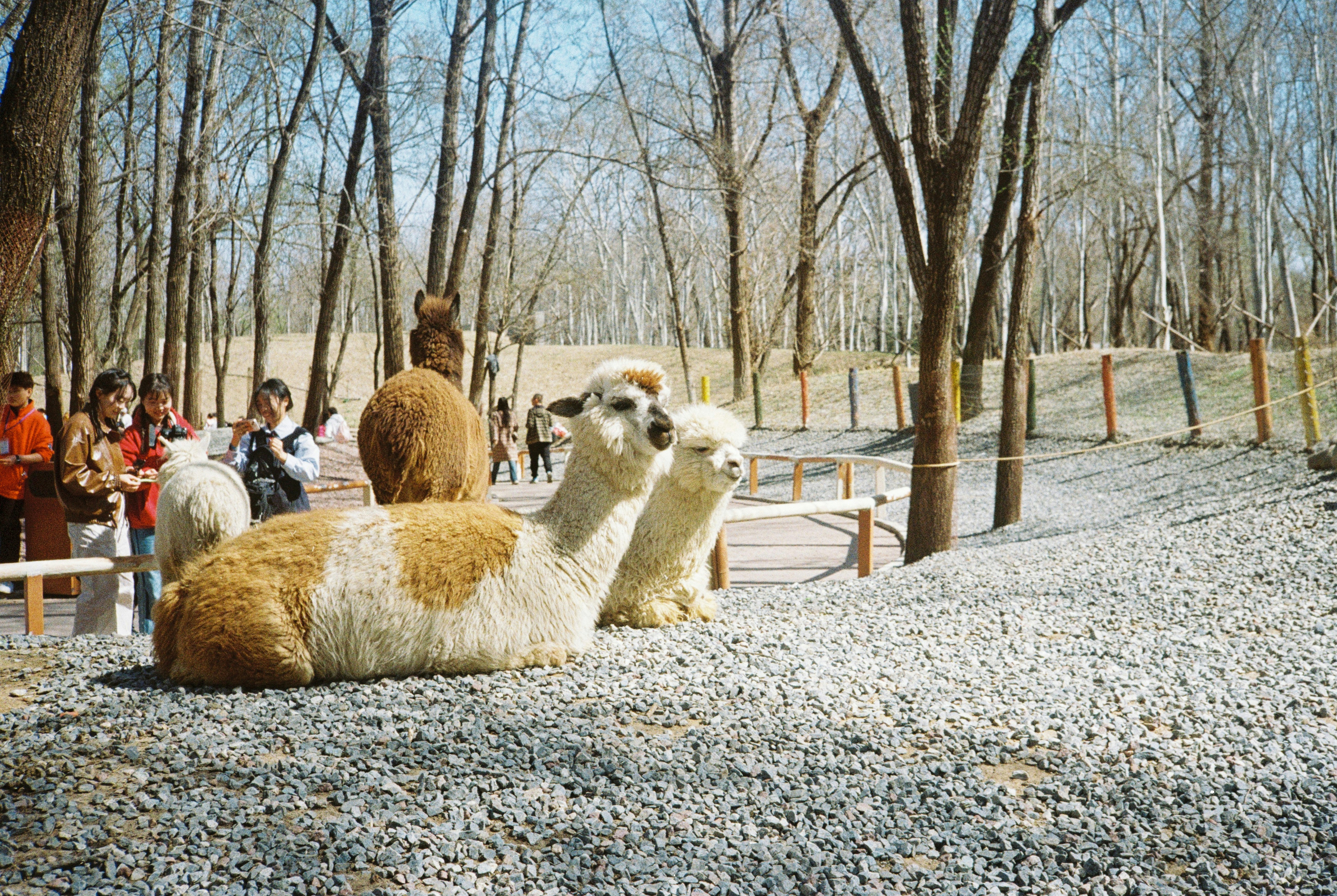 Pebble Plaza Alpacas: Tranquil Park Moment Amid Leafless Trees