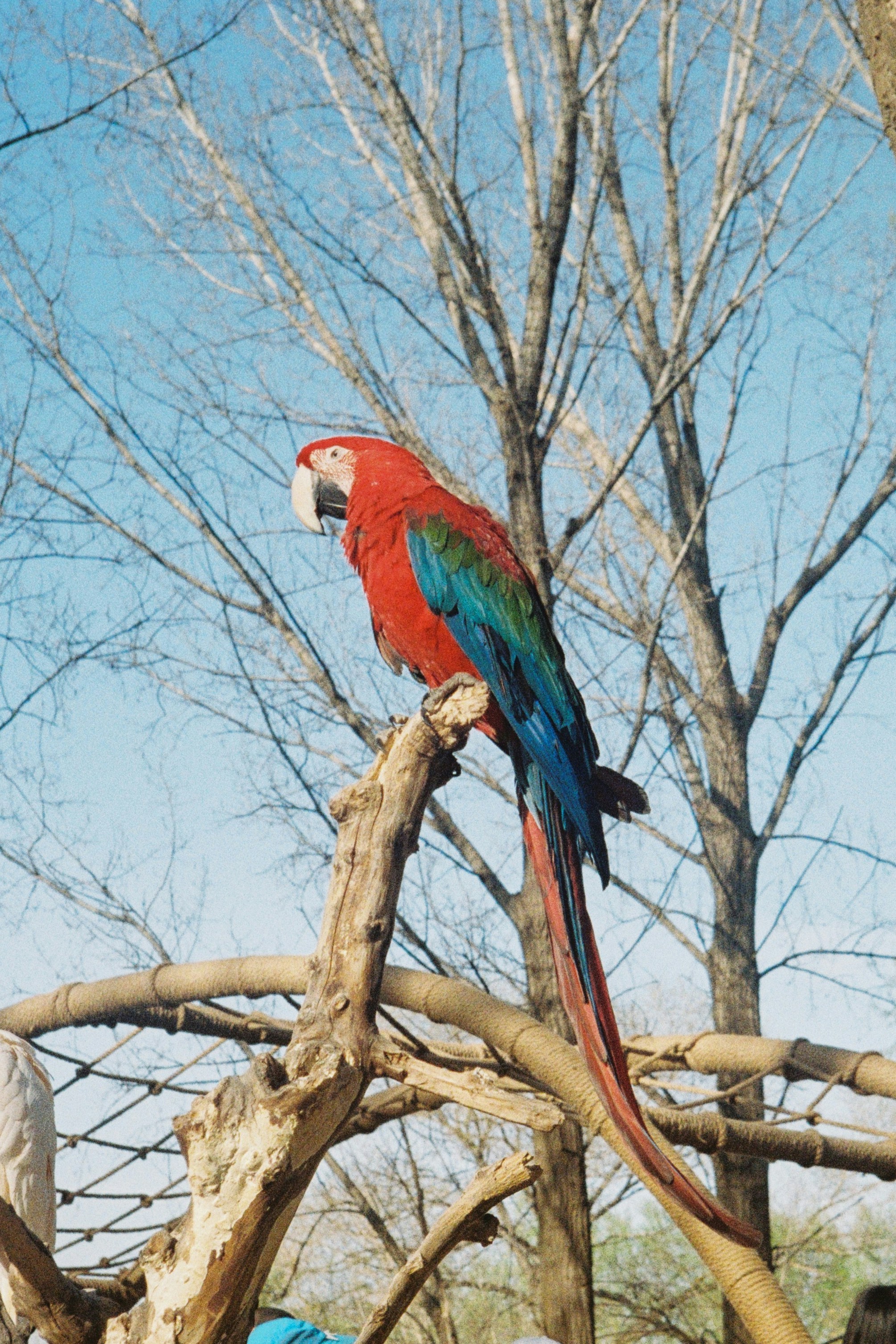 Crimson Macaw Perched on a Weathered Branch Under a Clear Blue Sky