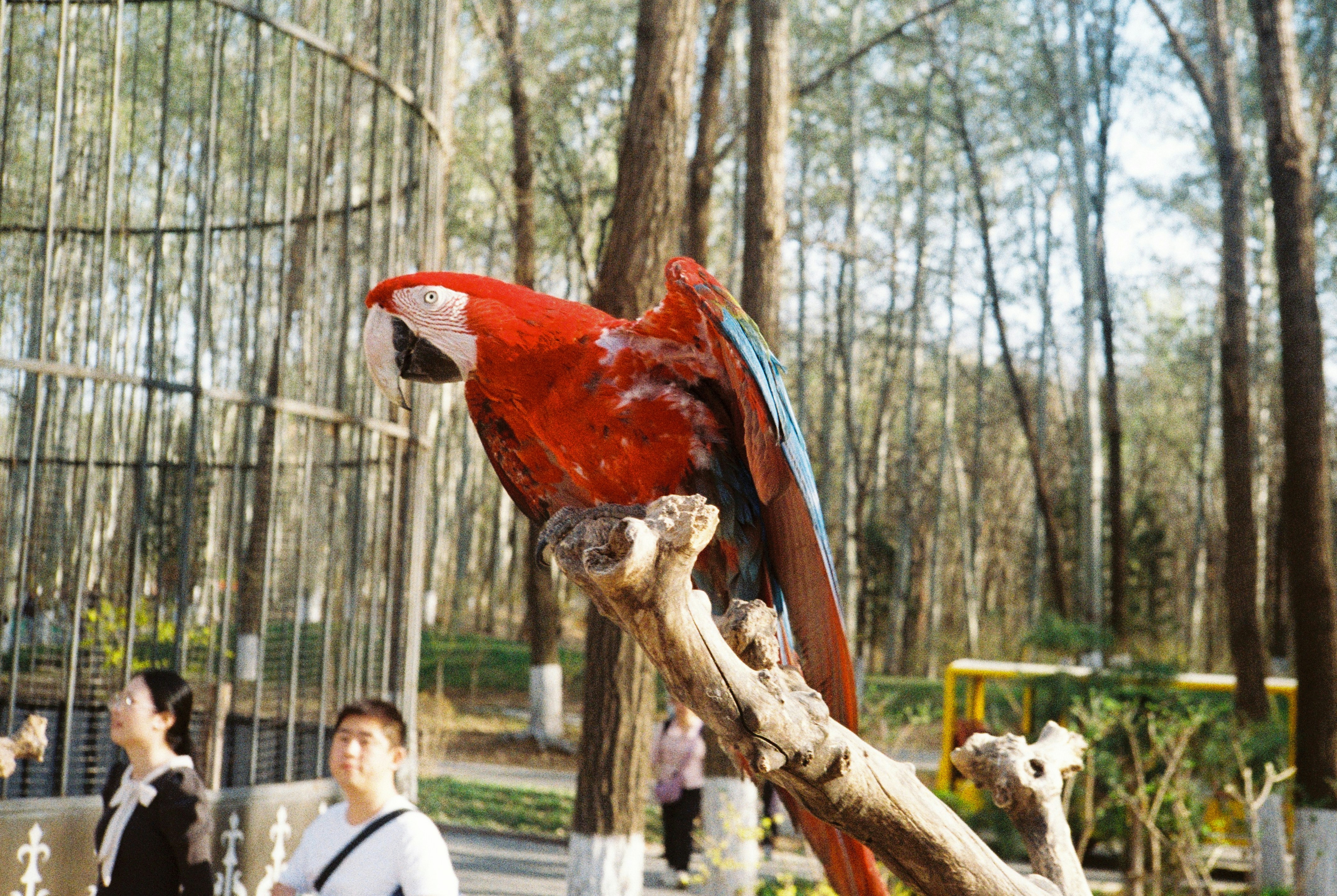 Crimson Macaw on a Weathered Branch in the Park’s Morning Light