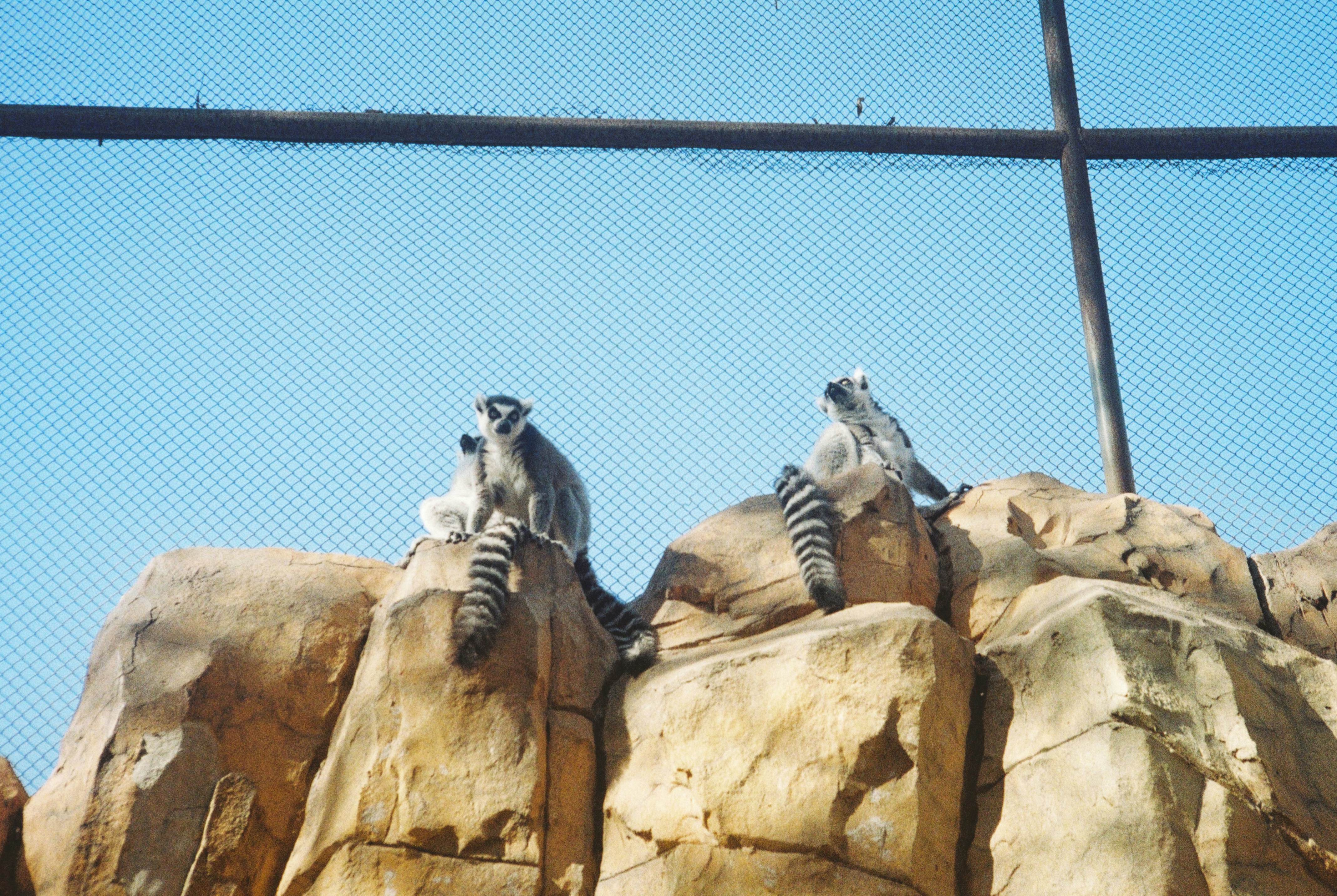Twin Ring-Tailed Lemurs Perched on Sunlit Rocks Behind a Chain-Link Barrier