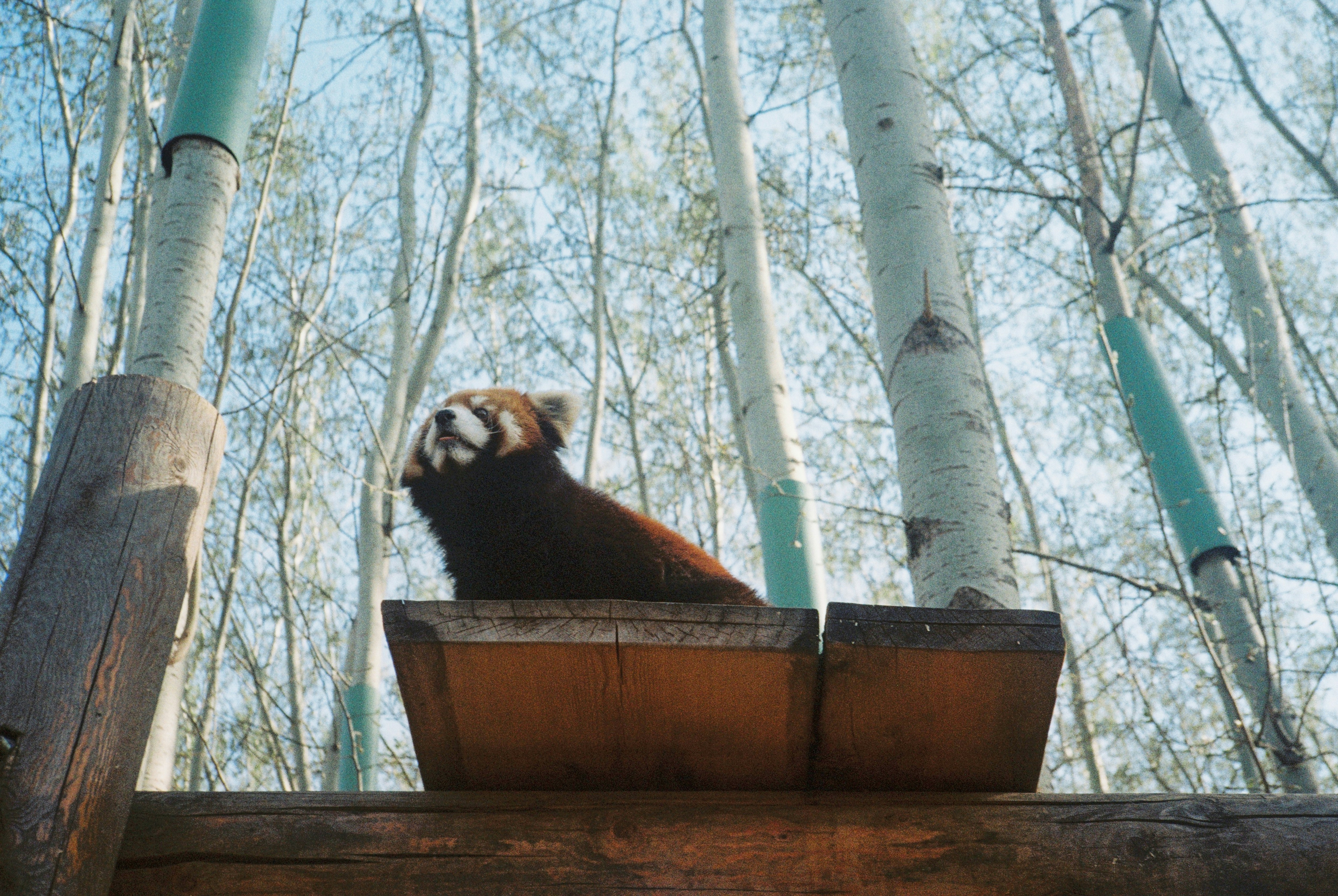 Red Panda on a Weathered Ledge Beneath a Forest of Silver-White Aspens