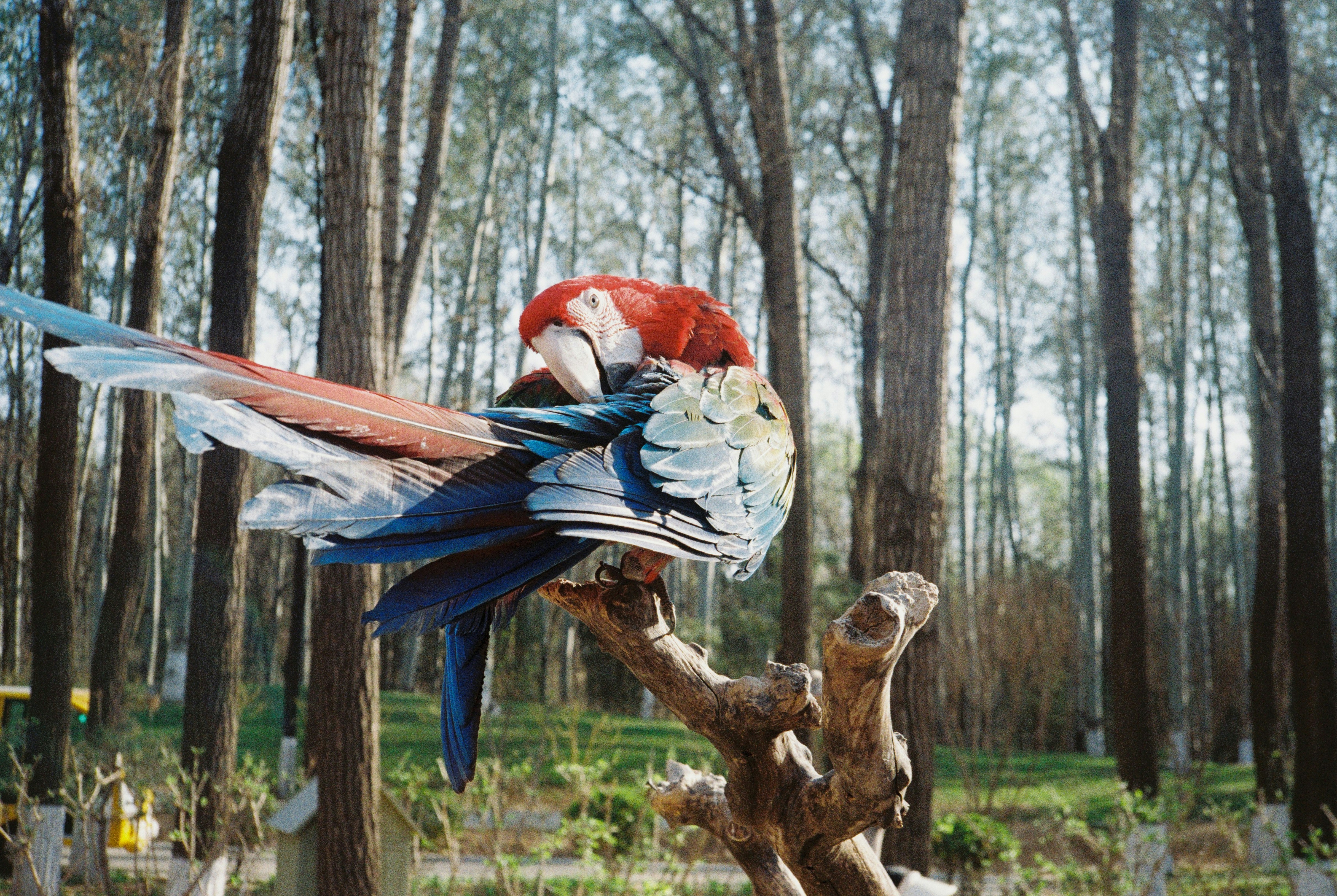Crimson-Blue Macaw on a Weathered Branch in a Sunlit Pine Forest