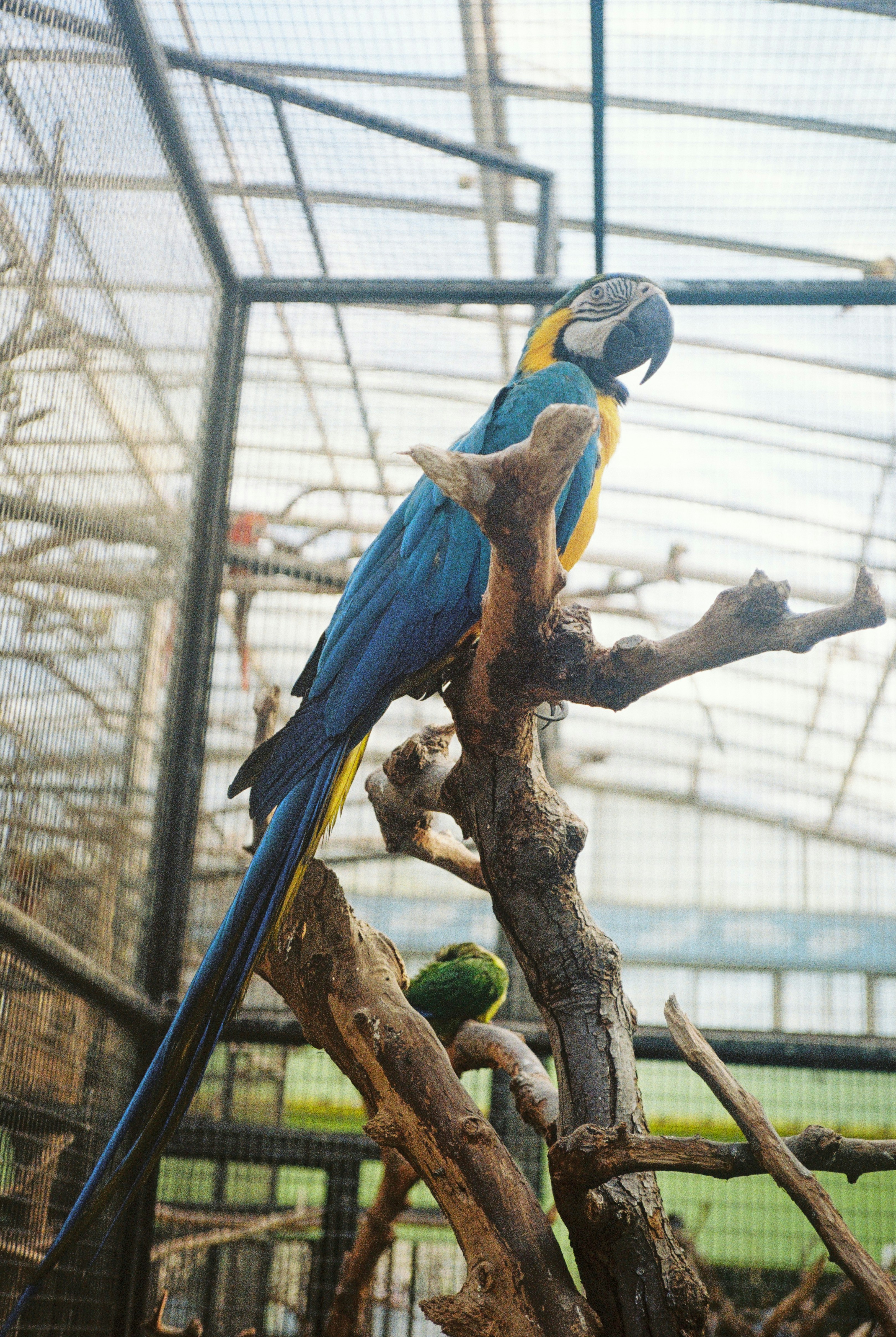 Mesh and Majesty: Blue-and-Yellow Macaw Perched Among Weathered Branches