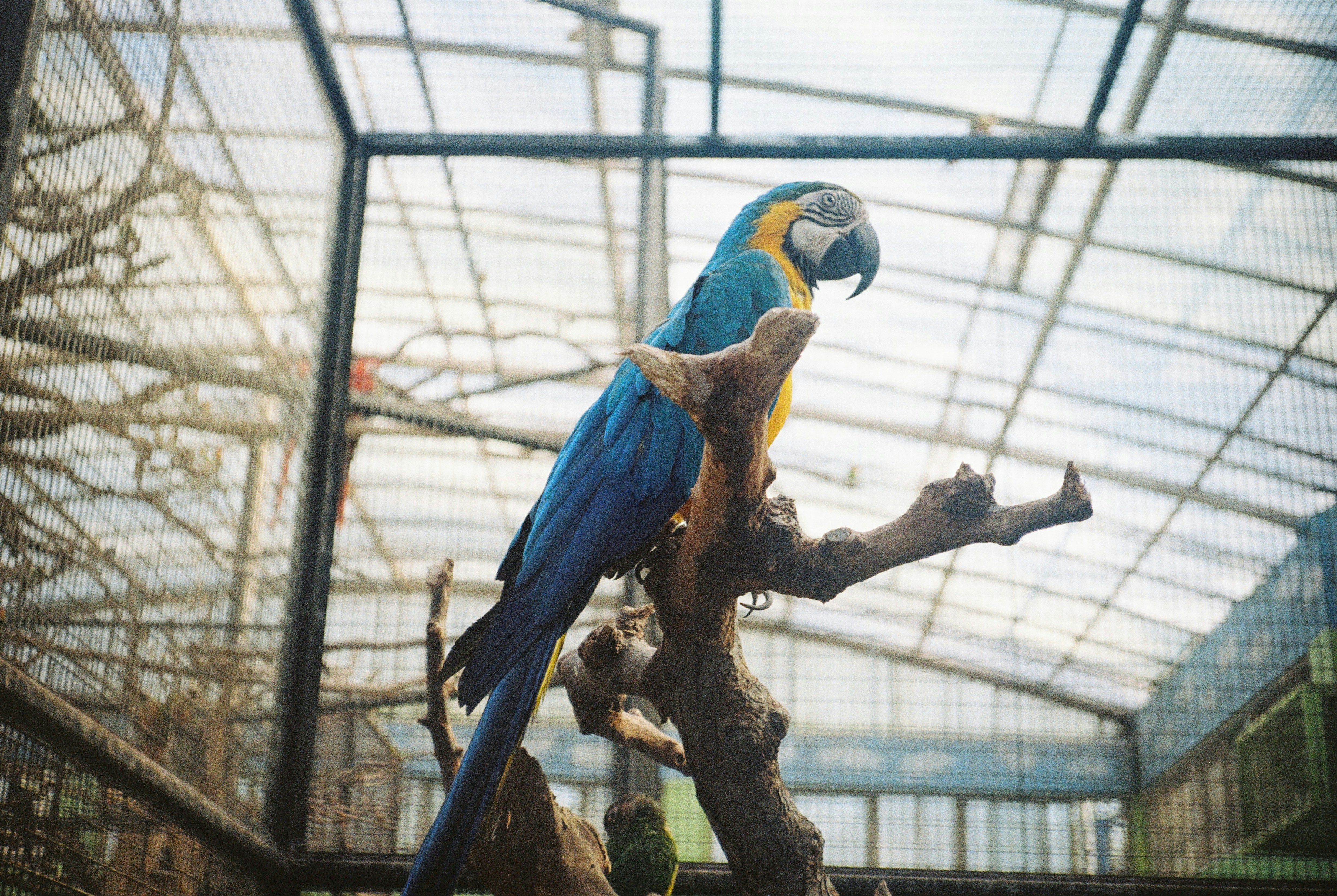Azure Sentinel on a Weathered Branch Within an Aviary