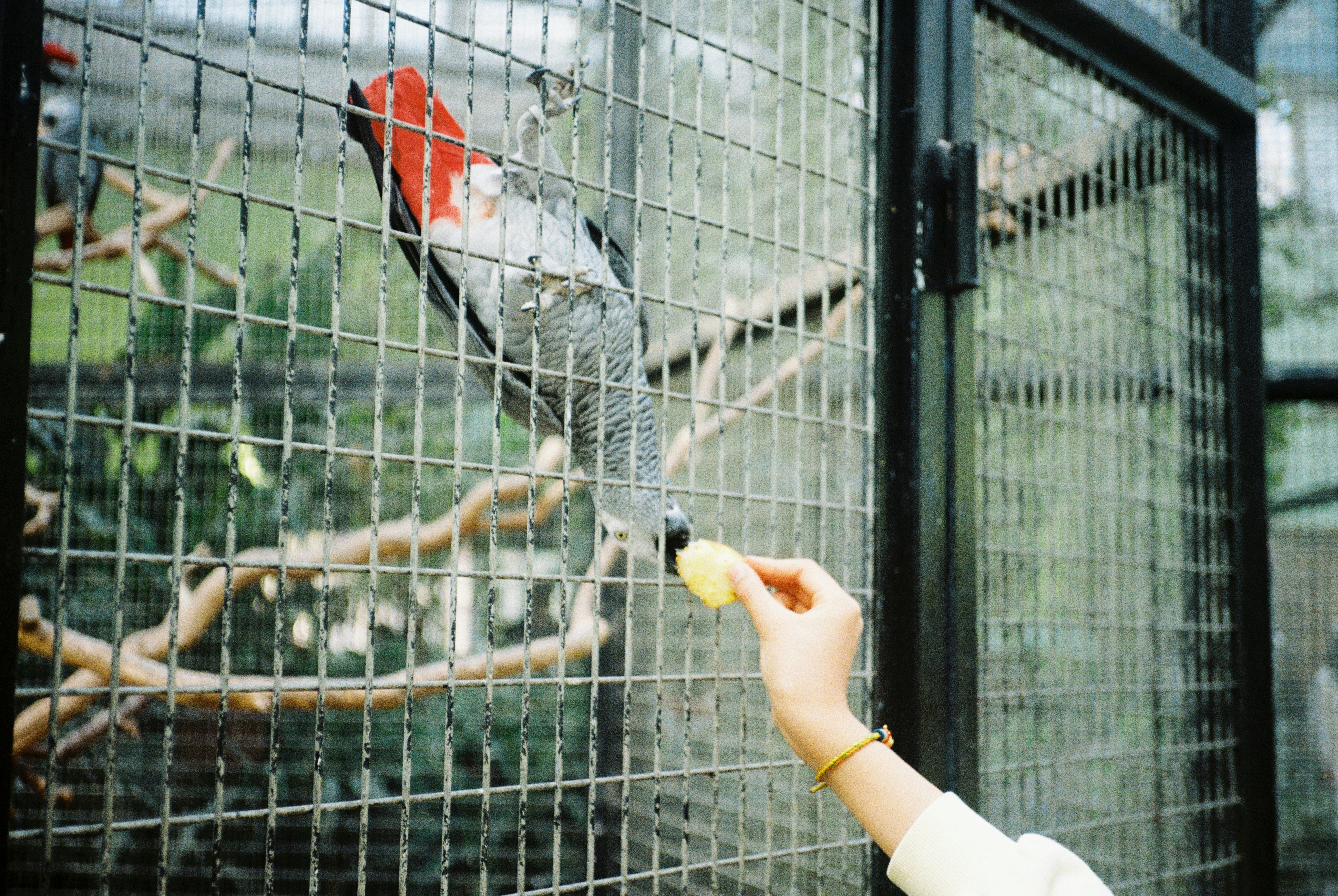 Meshbound Moment: Red-Crested Cockatiel Reaches for a Snack