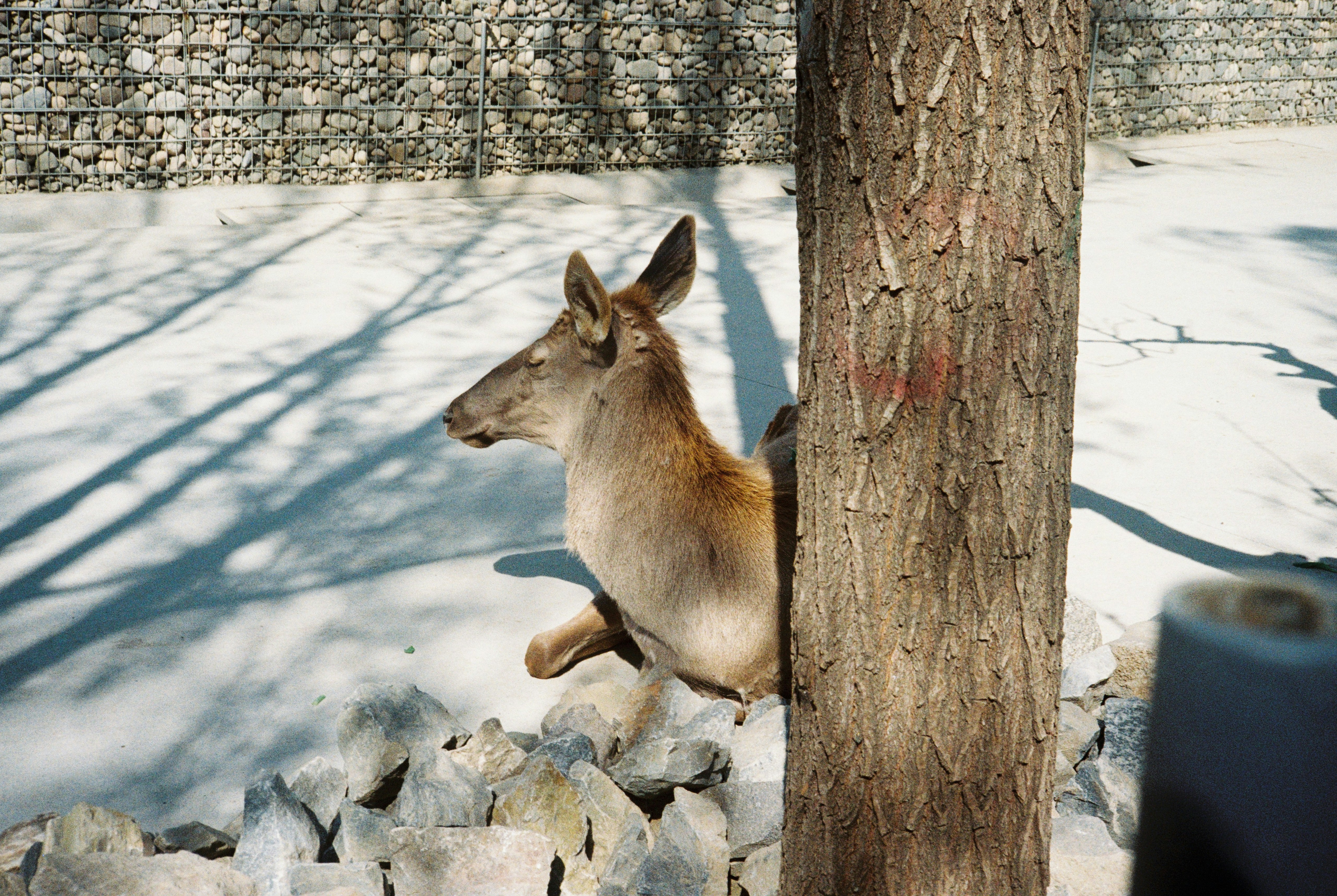 Quiet Deer Pauses Behind a Tree in Snow and Stone