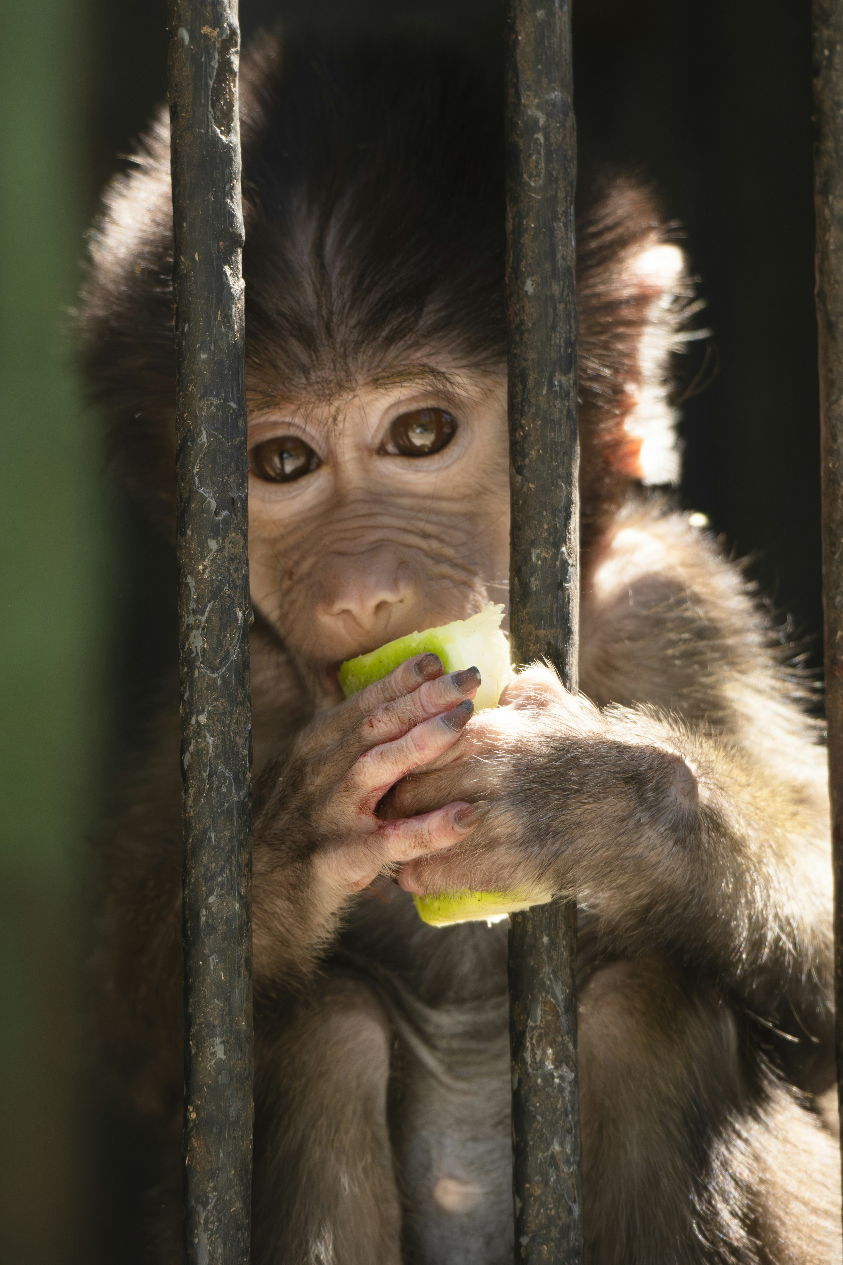 Curious Gaze Through Bars: A Juvenile Monkey Sips a Snack