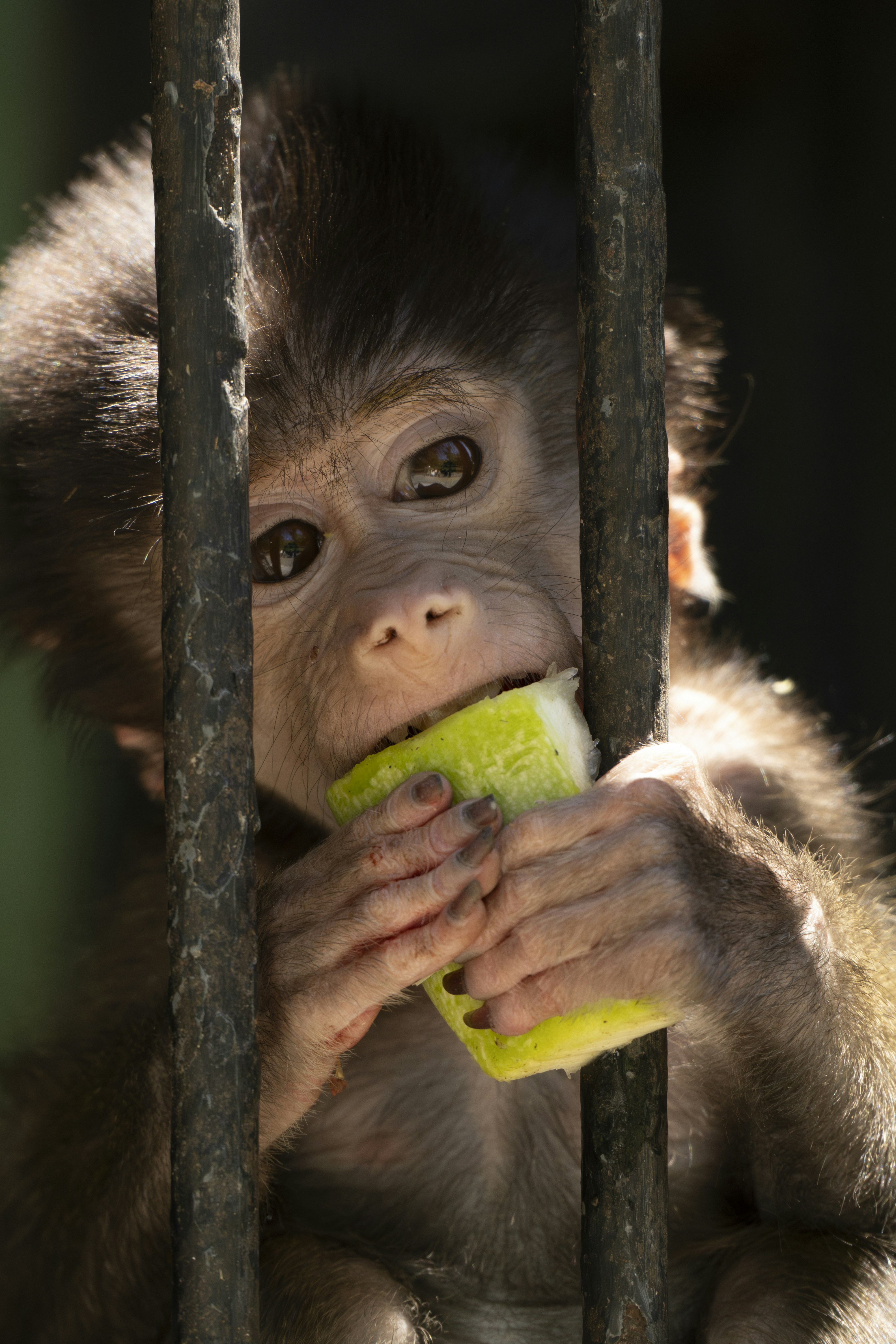Nibbling Through the Bars: A Baby Monkey's Green Snack Moment