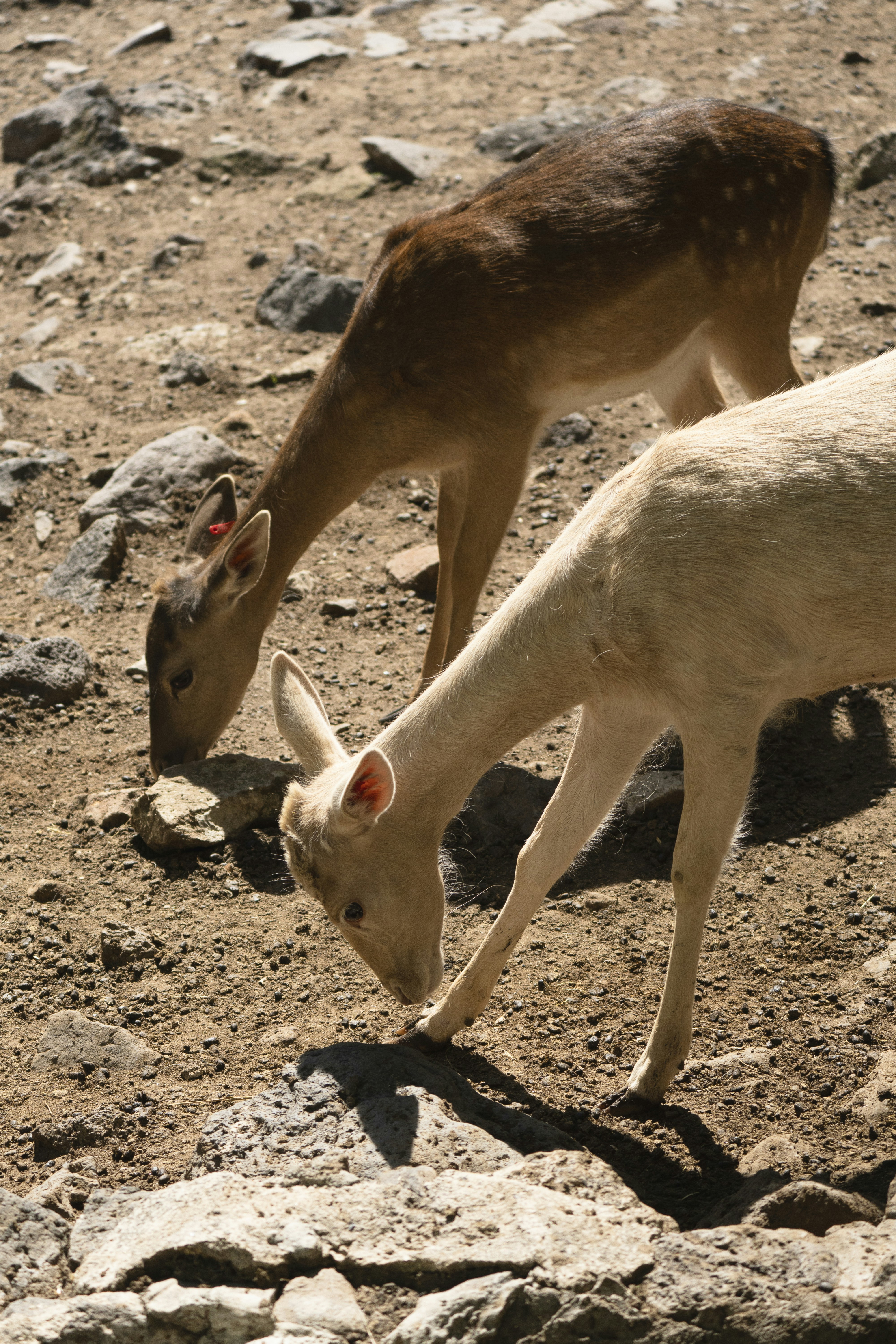A couple of animals that are standing in the dirt photo – Free Animal ...