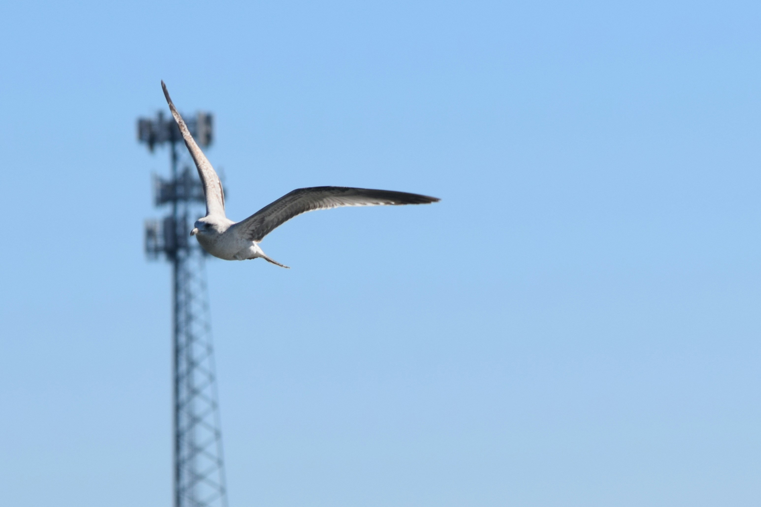 Seagull hovering over Pflugerville Lake, Texas, 2024
