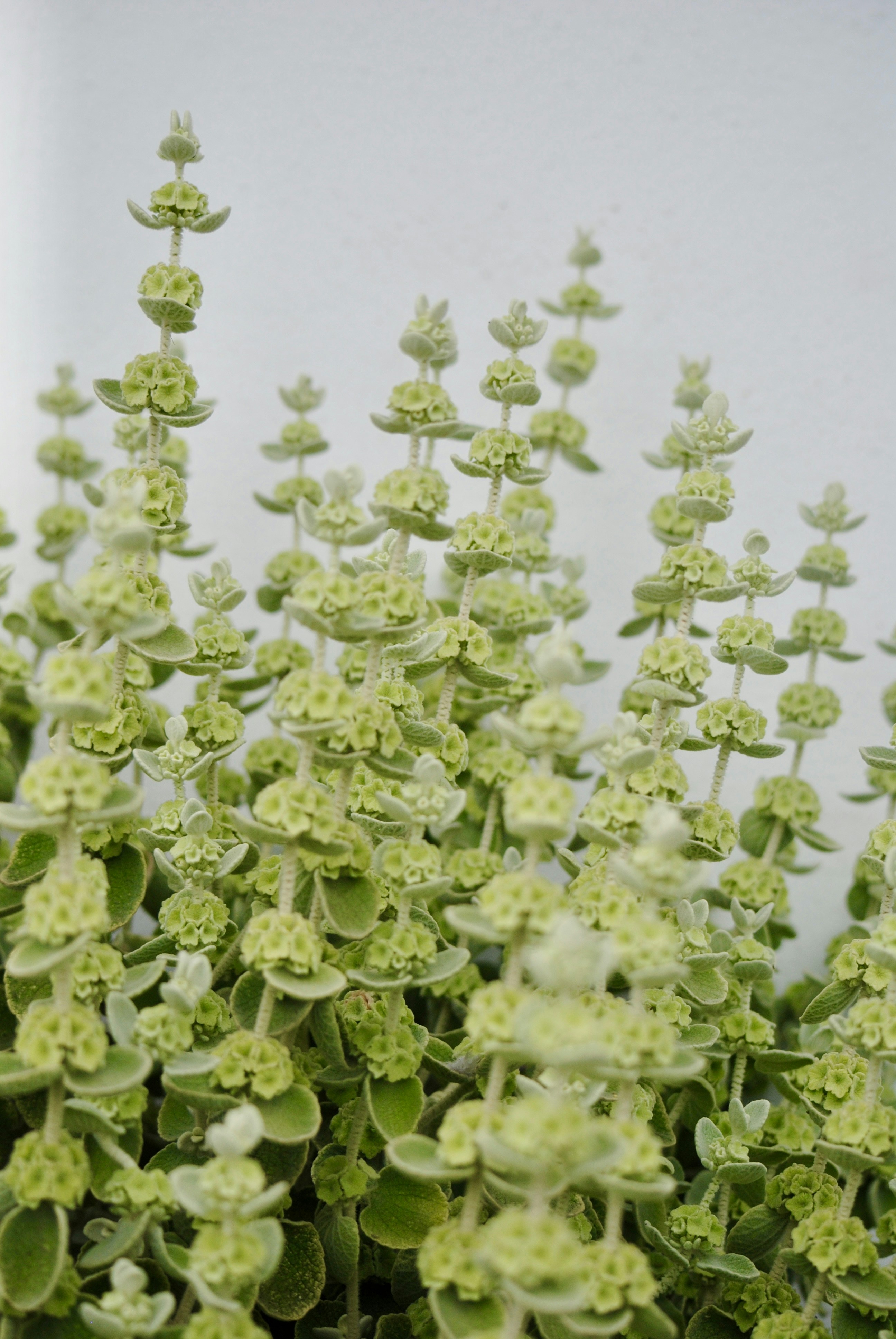 Emerald Spires: a close-up study of lime-green blooms on a dense herb